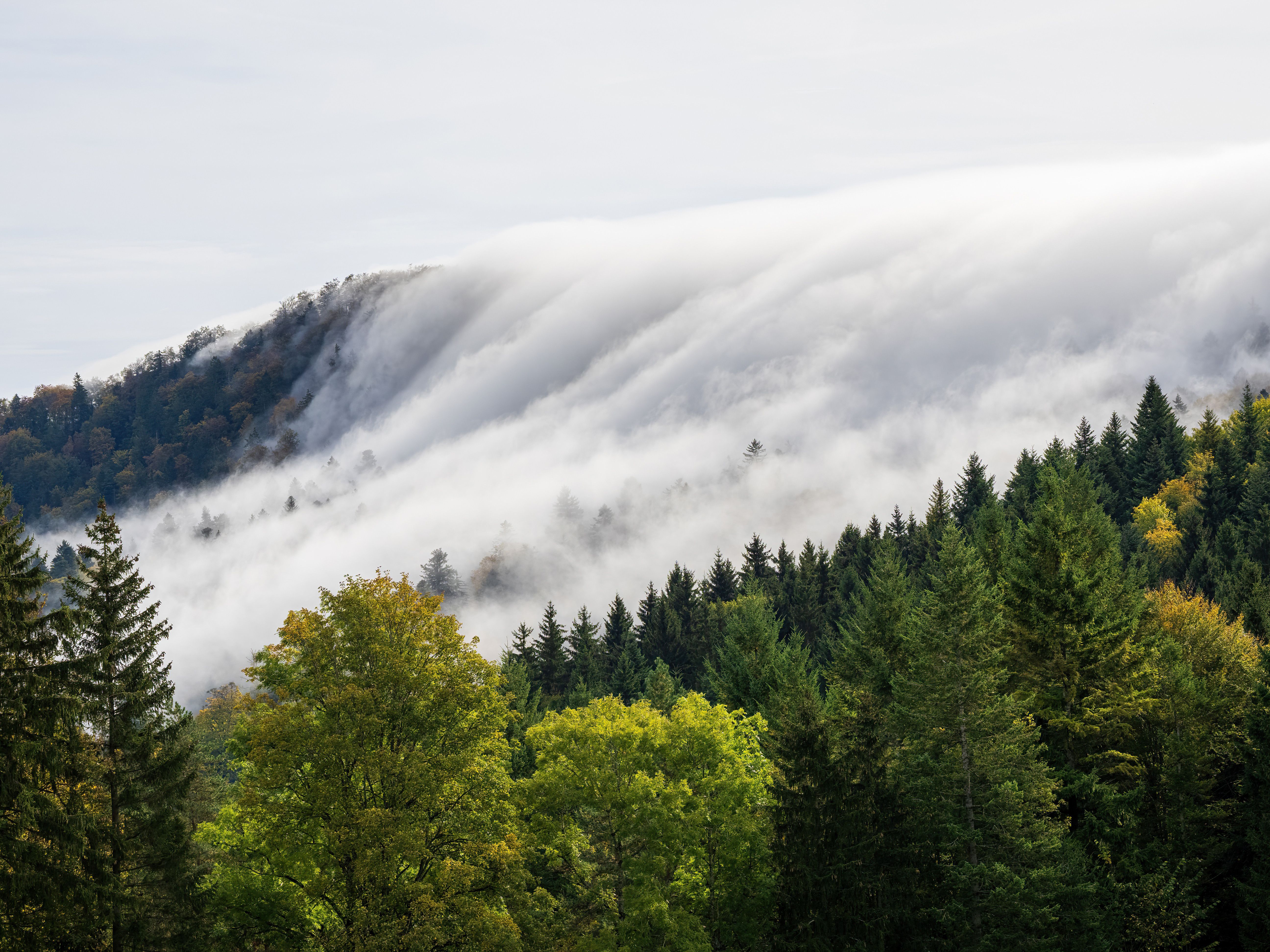 Misty Forest with Rolling Fog on Hillside · Free Stock Photo