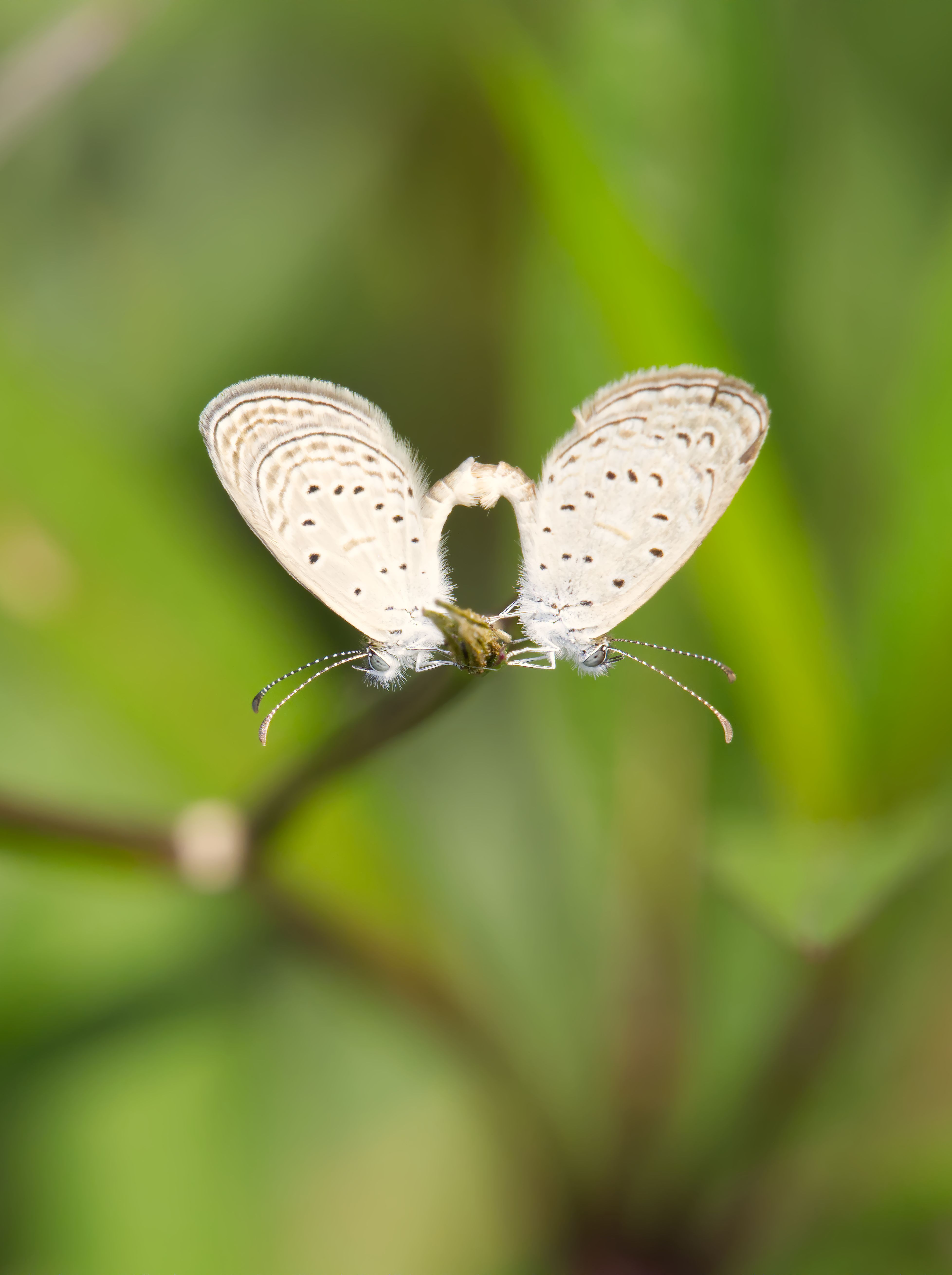 Primer Plano De Mariposas Zizula Hylax Apareándose · Foto de stock gratuita