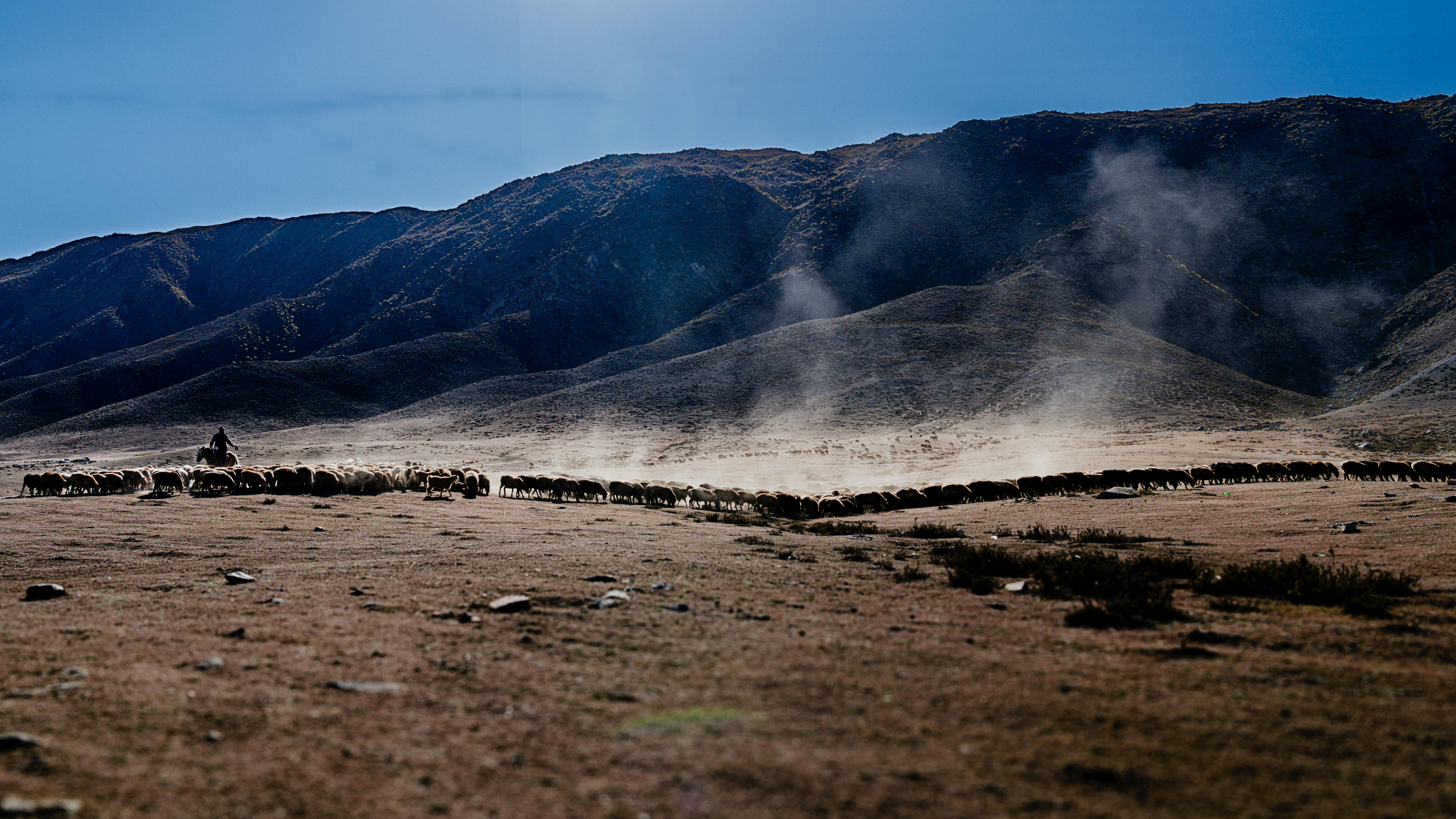Herding Sheep in Dusty Mountain Landscape · Free Stock Photo
