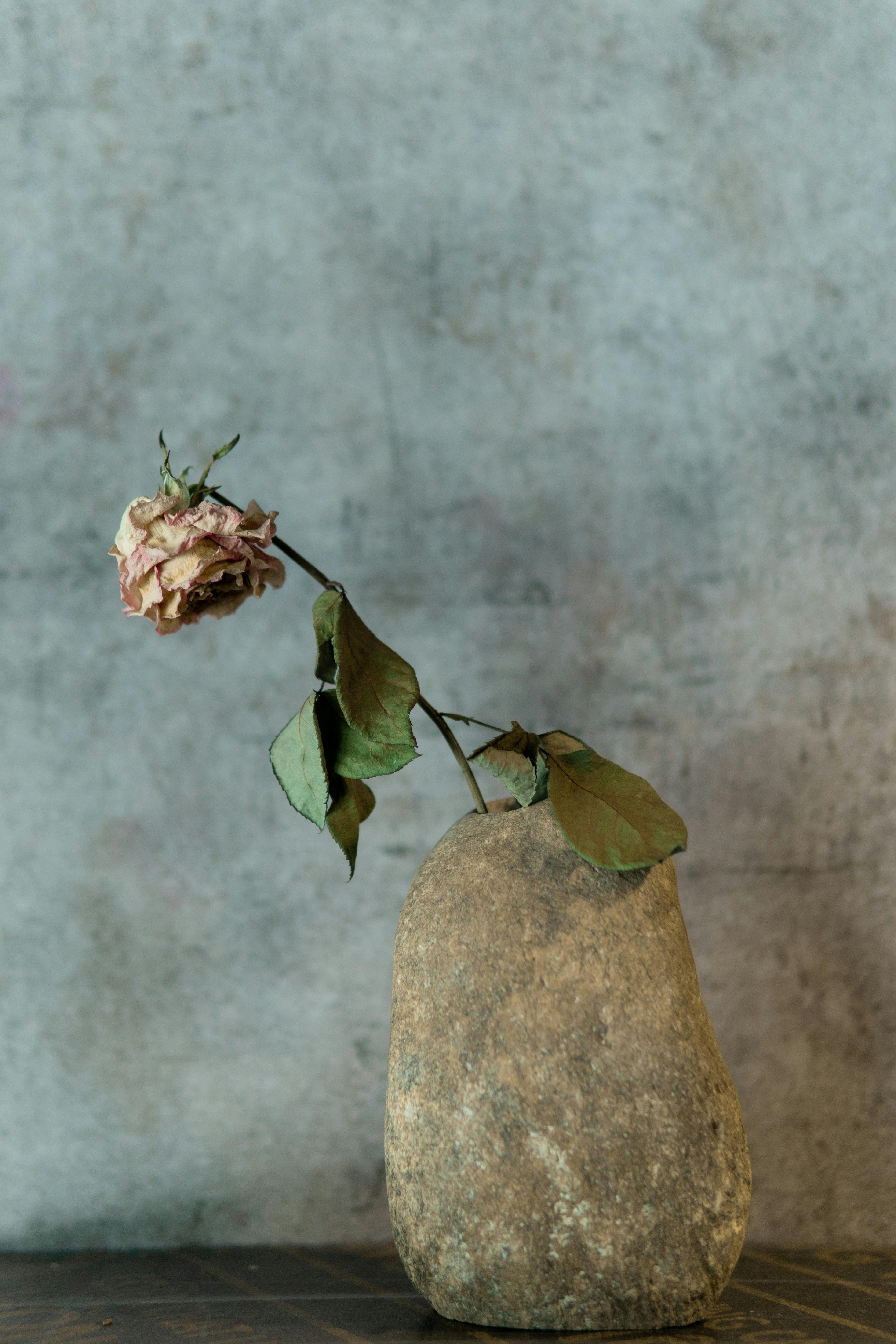 Withered Flowers in Ceramic Vase · Free Stock Photo