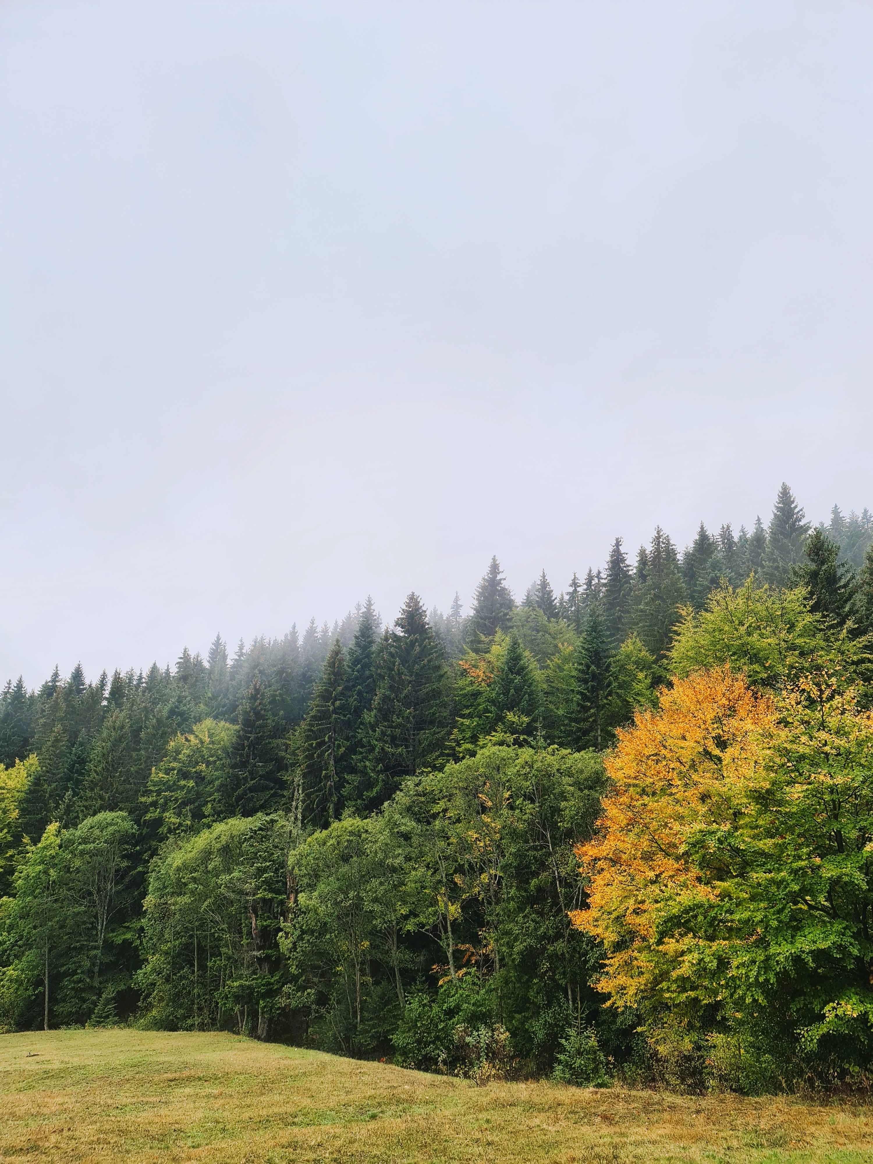 Autumn Forest Landscape in Peja, Kosovo · Free Stock Photo