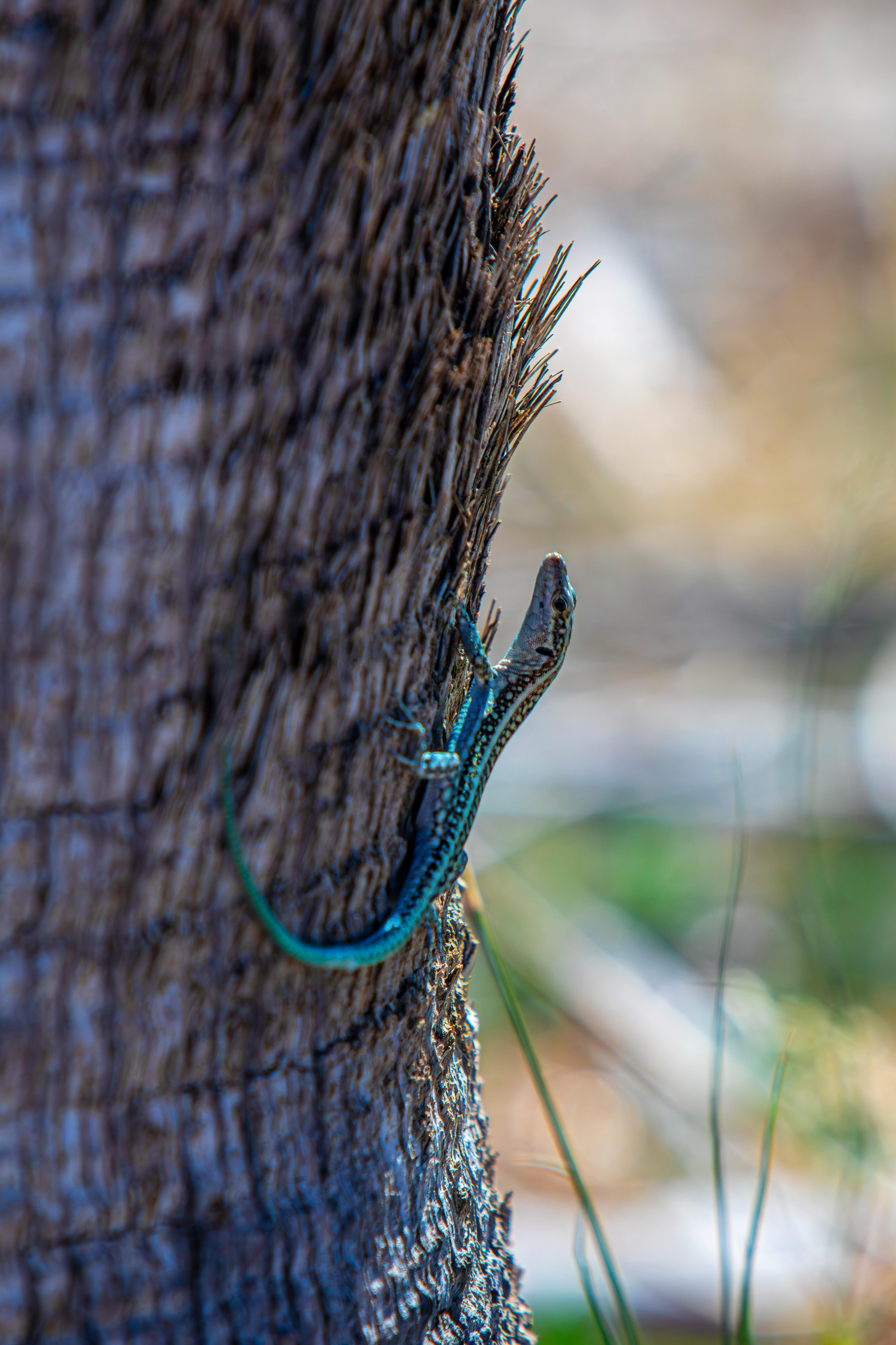 Scary Lizards Photos, Download The BEST Free Scary Lizards Stock Photos ...