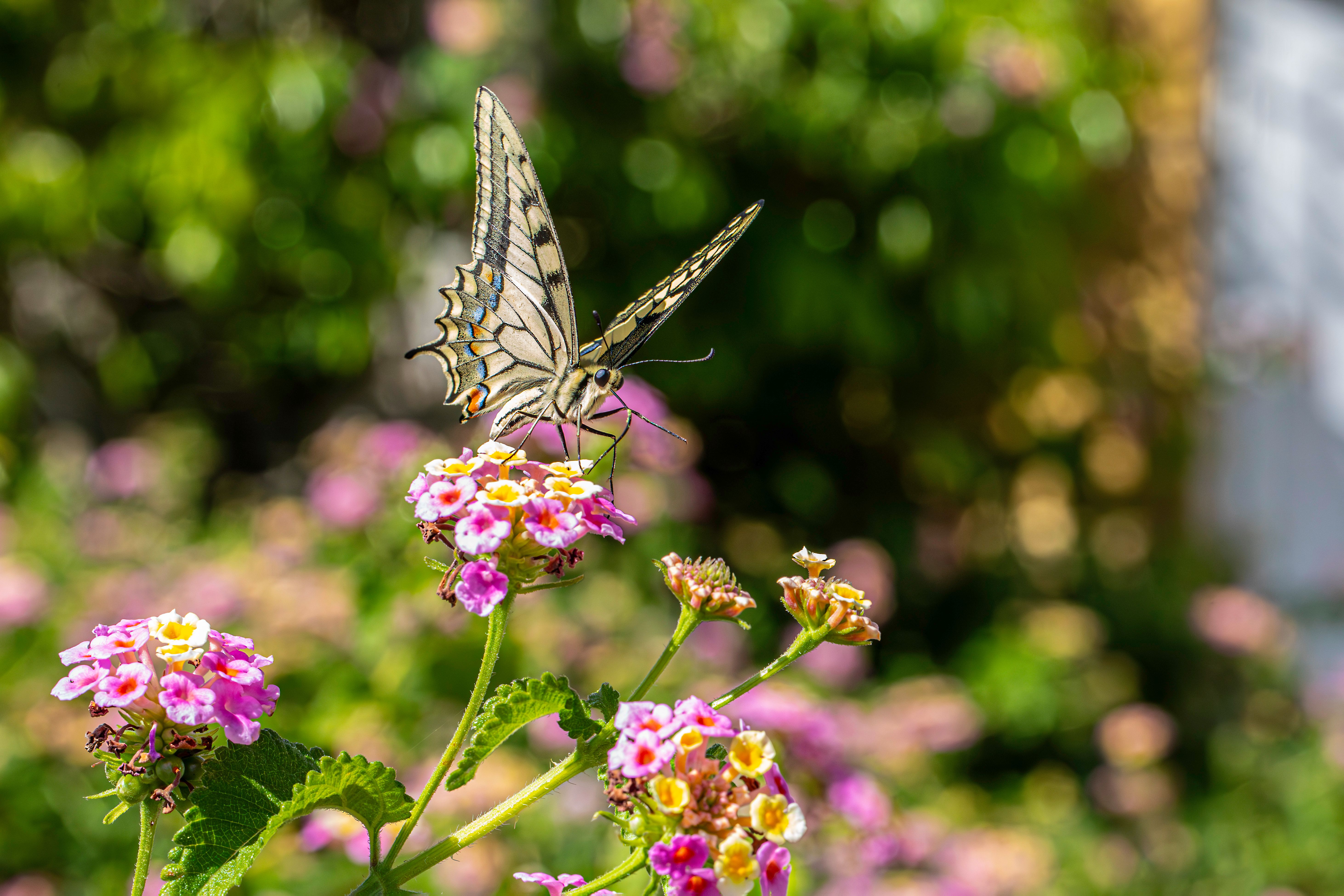 Swallowtail Butterfly on Vibrant Spring Flowers · Free Stock Photo