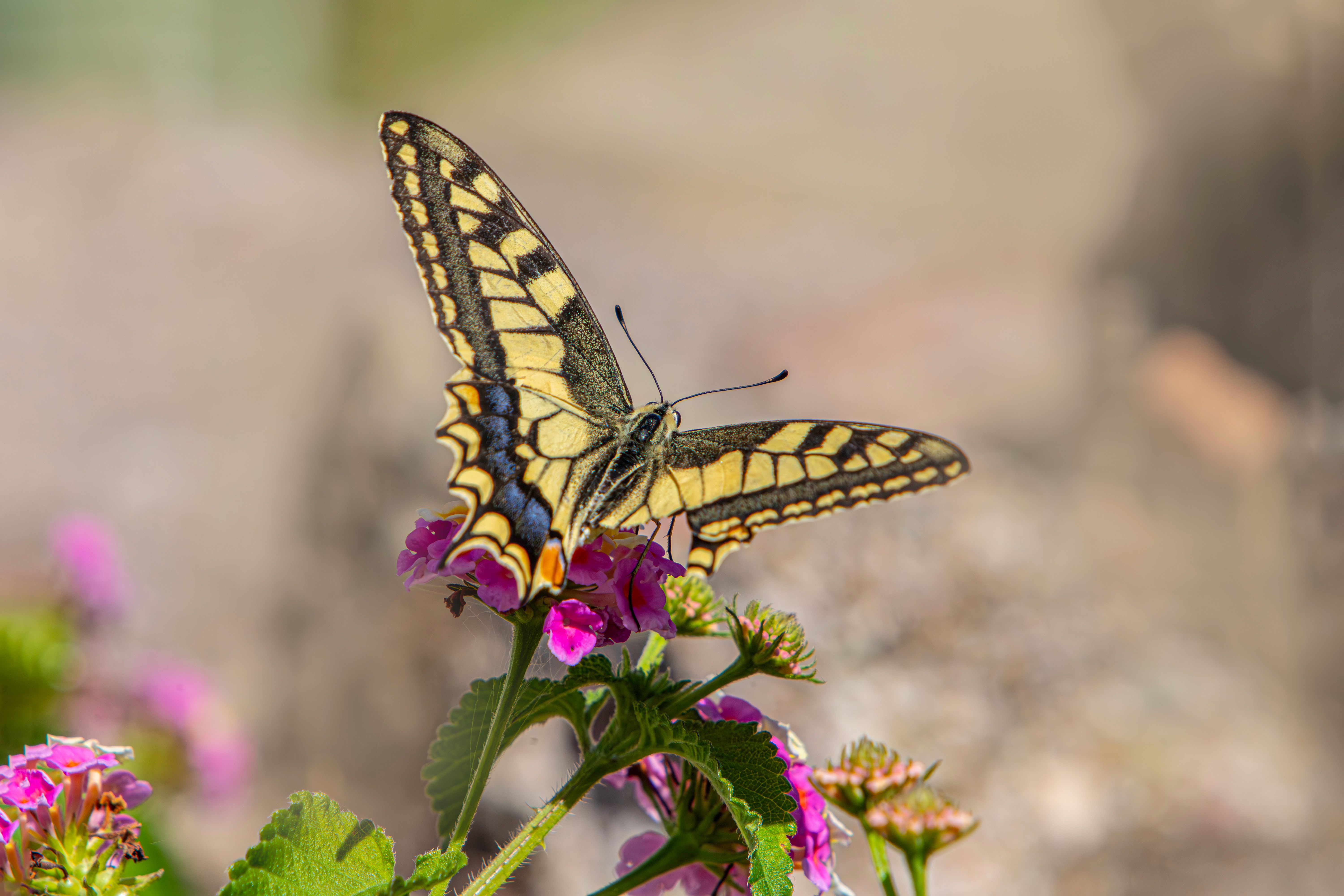 Close-up of Old World Swallowtail Butterfly · Free Stock Photo