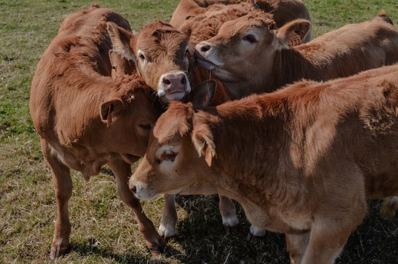 Cow Pictures Photos, Download The BEST Free Cow Pictures Stock Photos ...