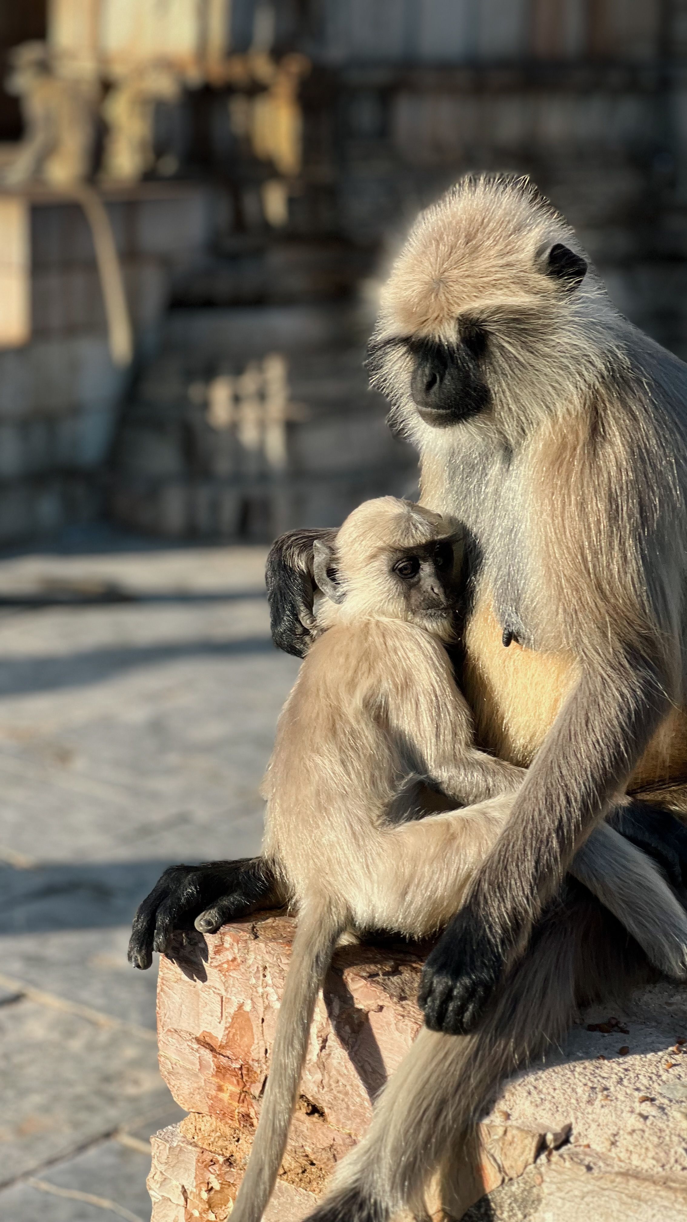 Madre Y Cría De Mono Langur Abrazándose · Foto de stock gratuita
