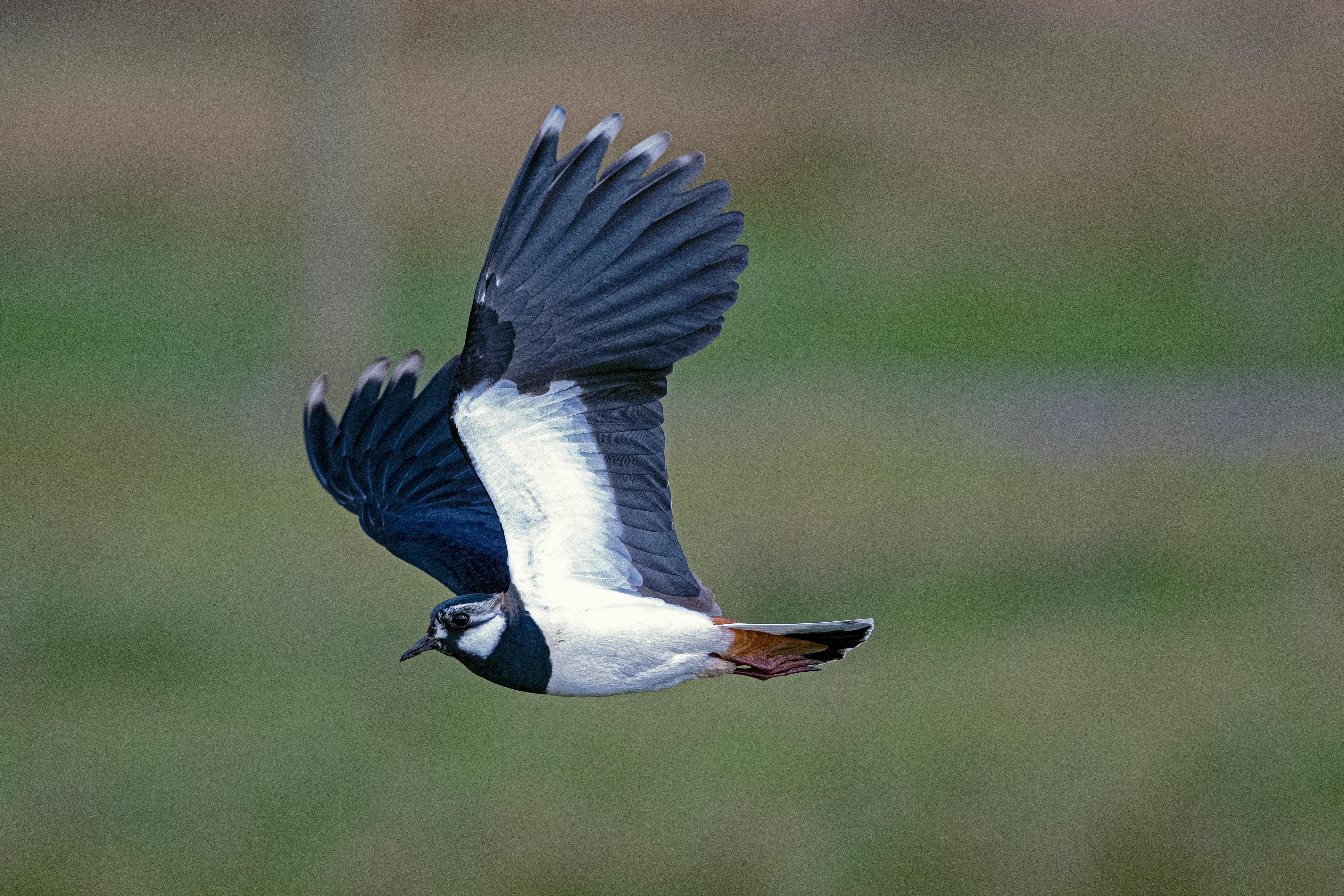 Northern Lapwing in Flight Over Grassland · Free Stock Photo