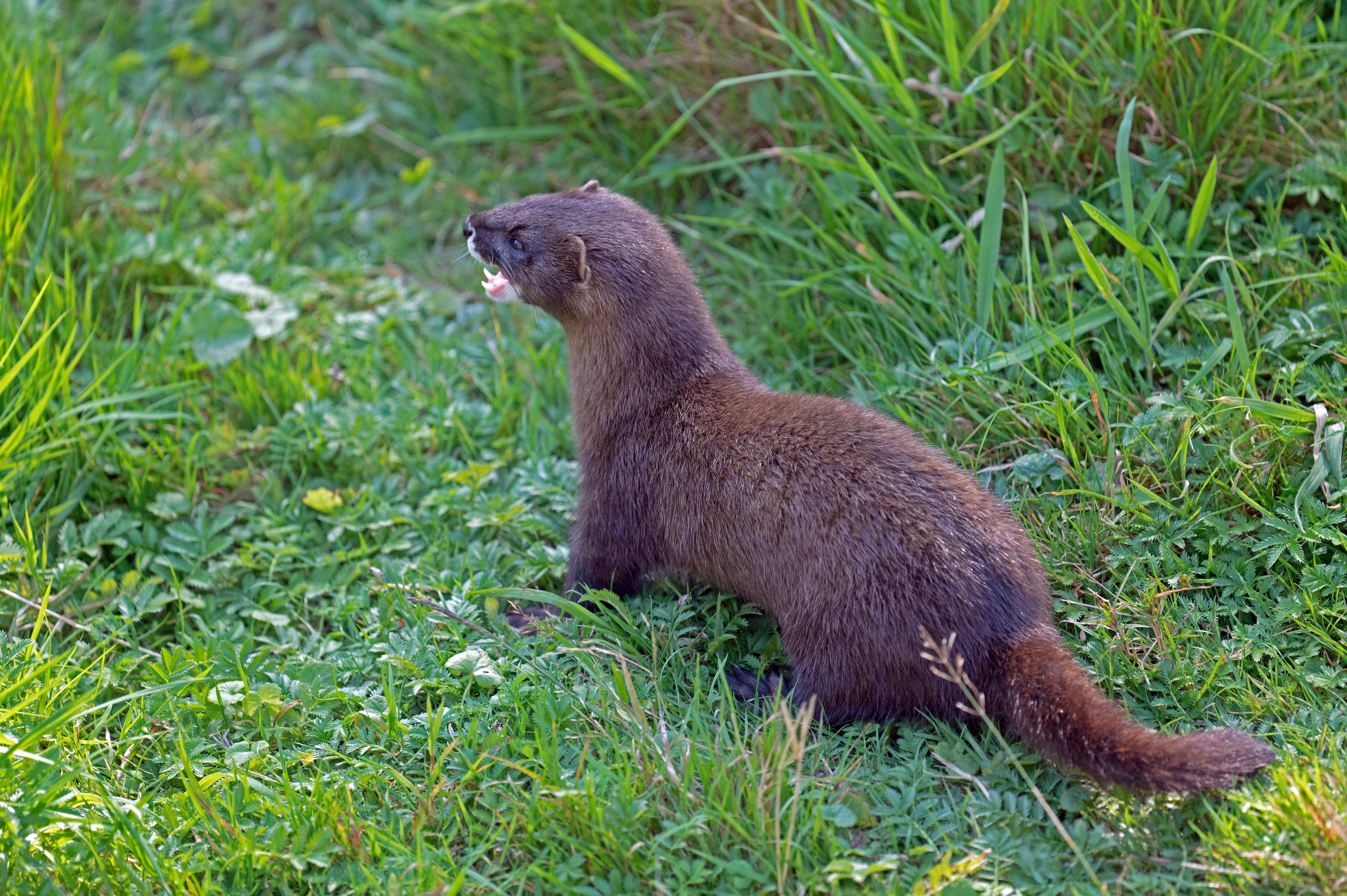 Vison D'europe Dans Son Habitat Naturel Hankensbüttel · Photo gratuite