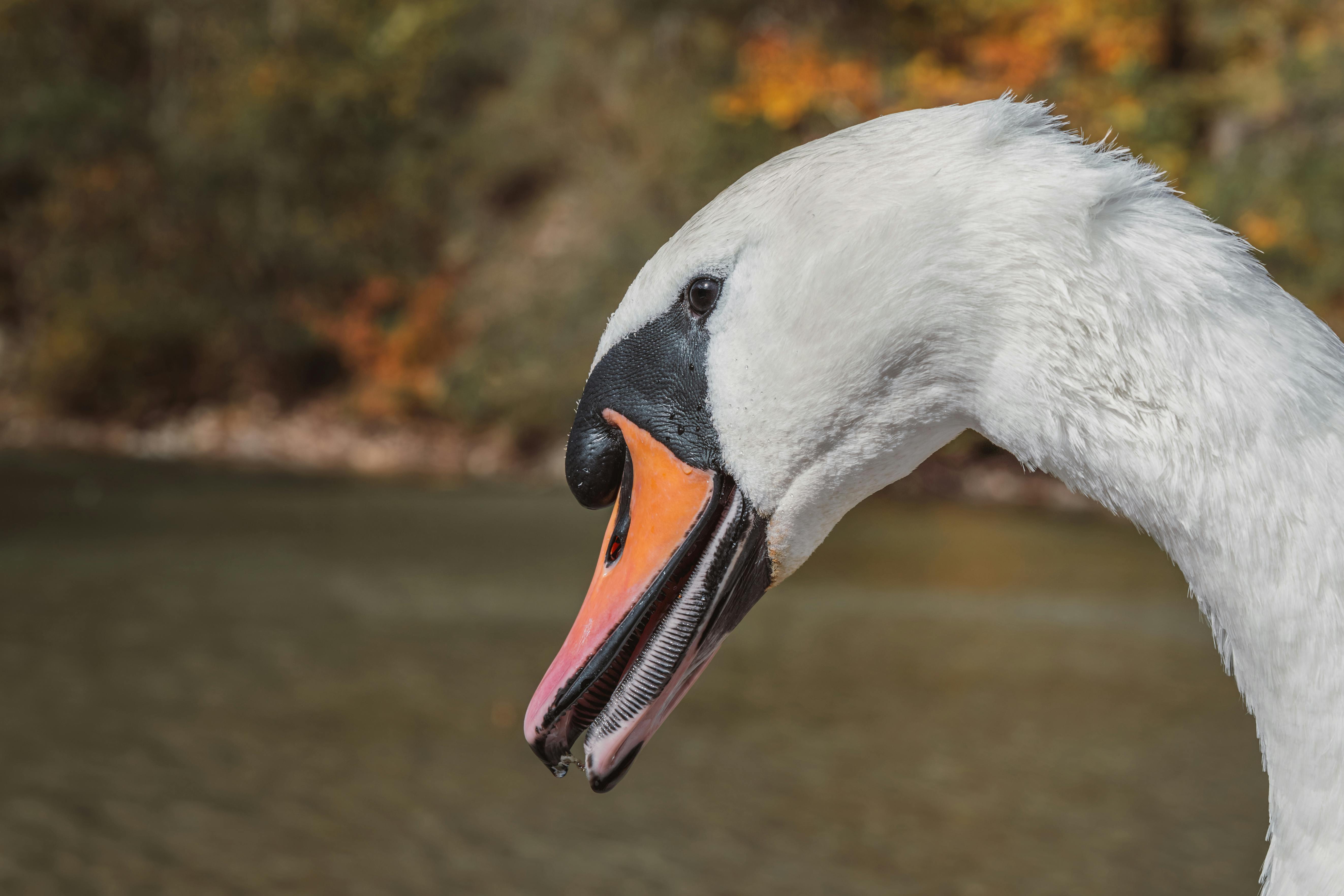 White Swan Drenched in Water · Free Stock Photo