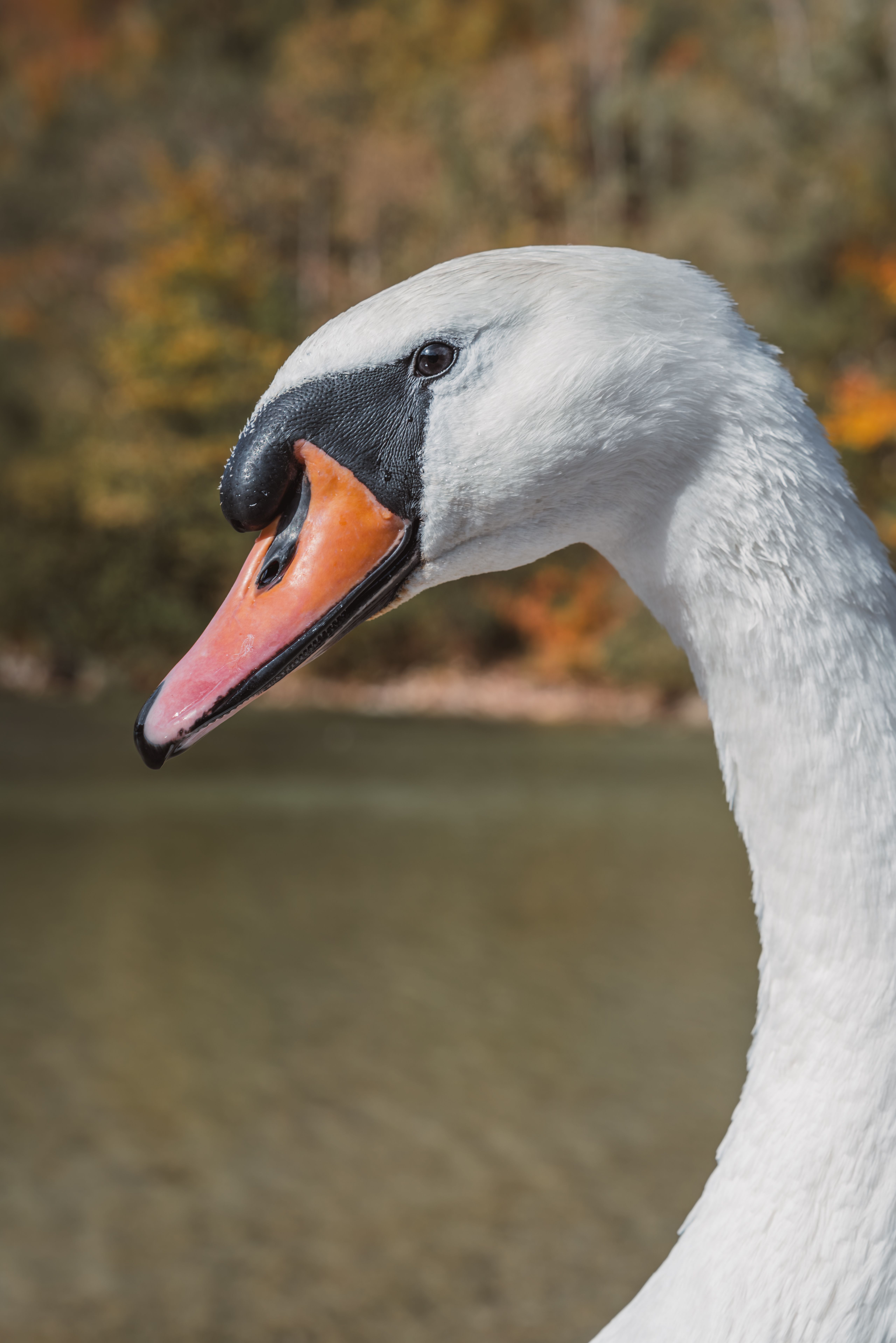 Primer Plano De Un Cisne Entre Los Colores Del Otoño En Austria · Foto ...
