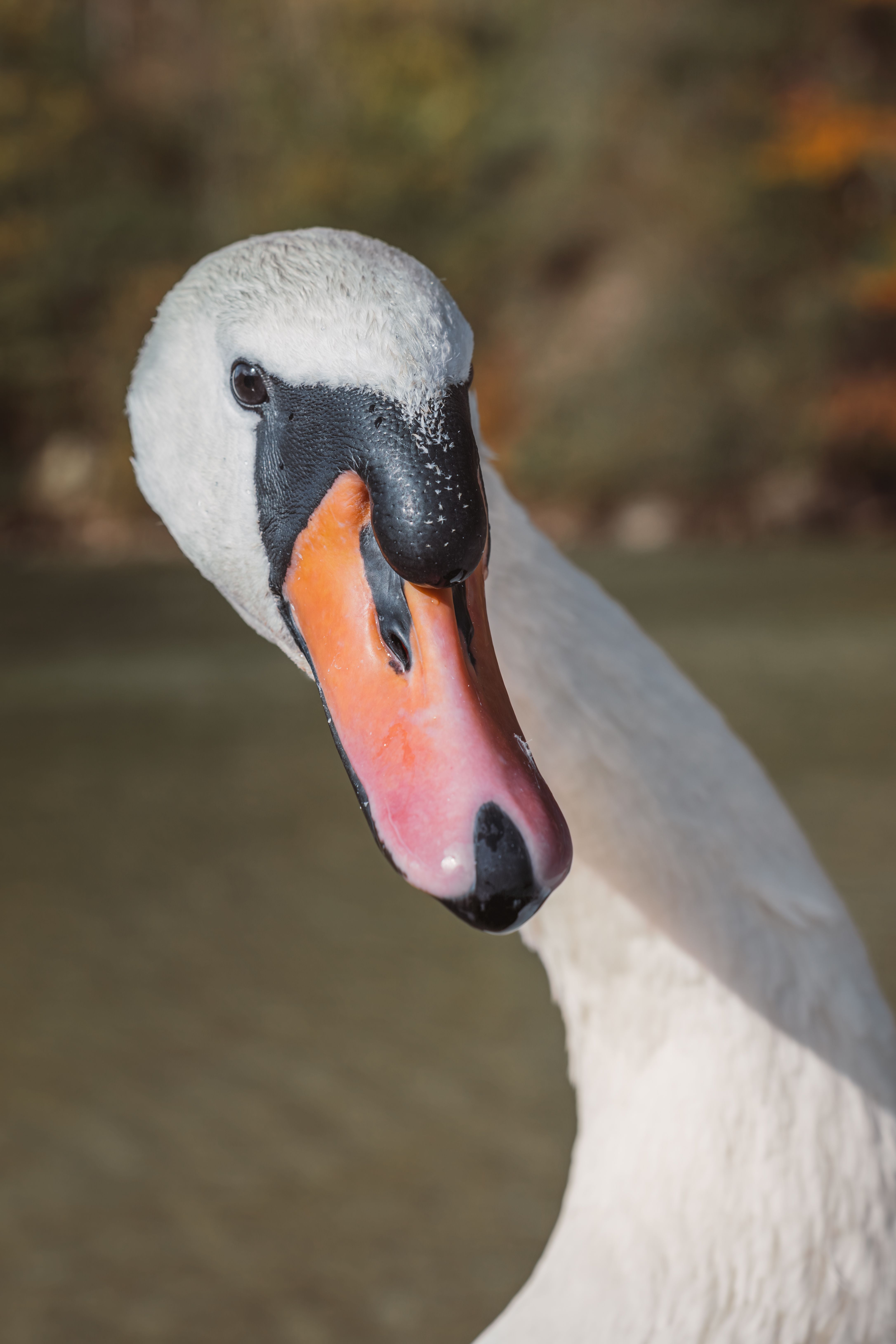 Close-up of a Graceful Swan in Autumn River · Free Stock Photo