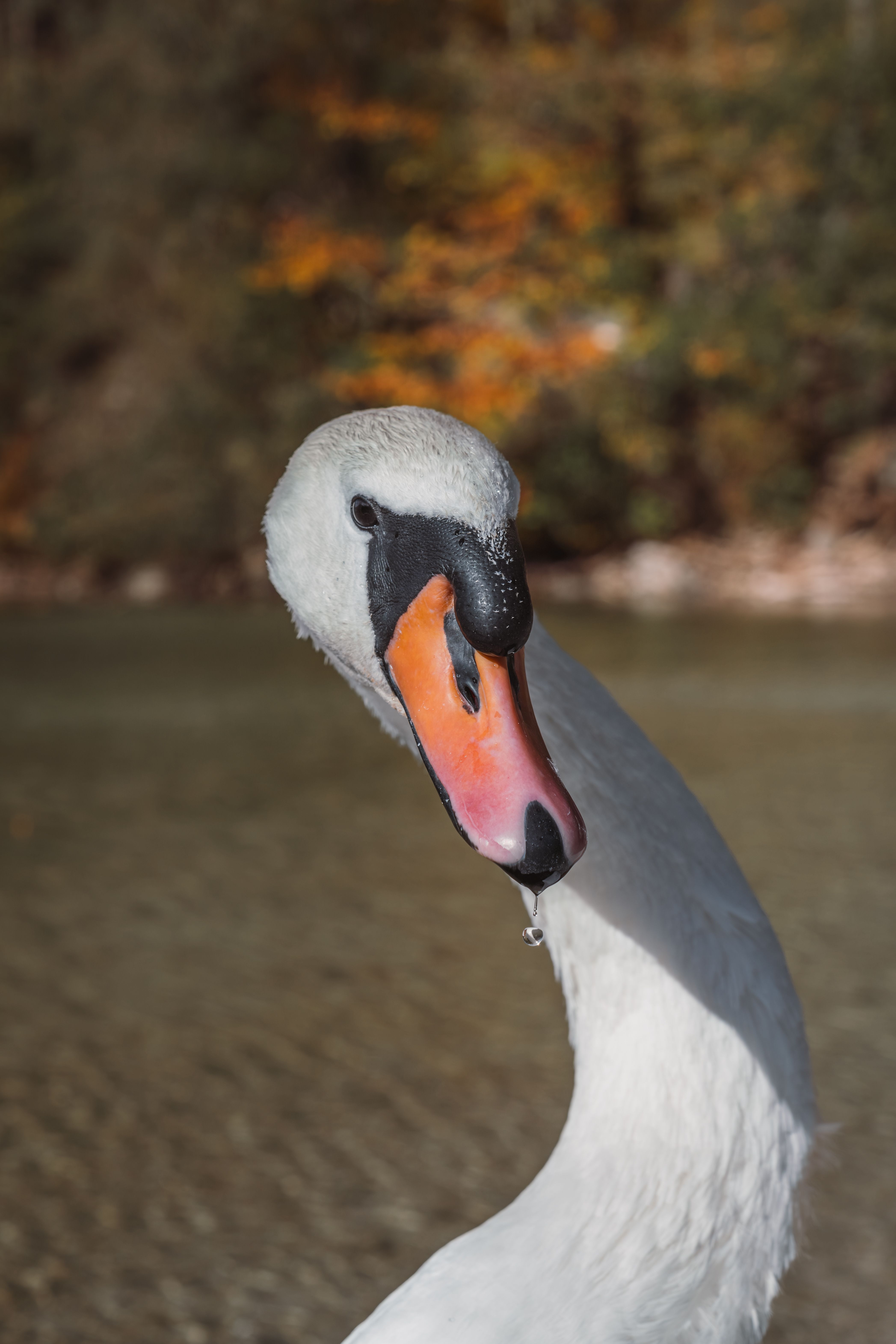 Elegante Cisne Mudo En Un Entorno Otoñal · Foto de stock gratuita