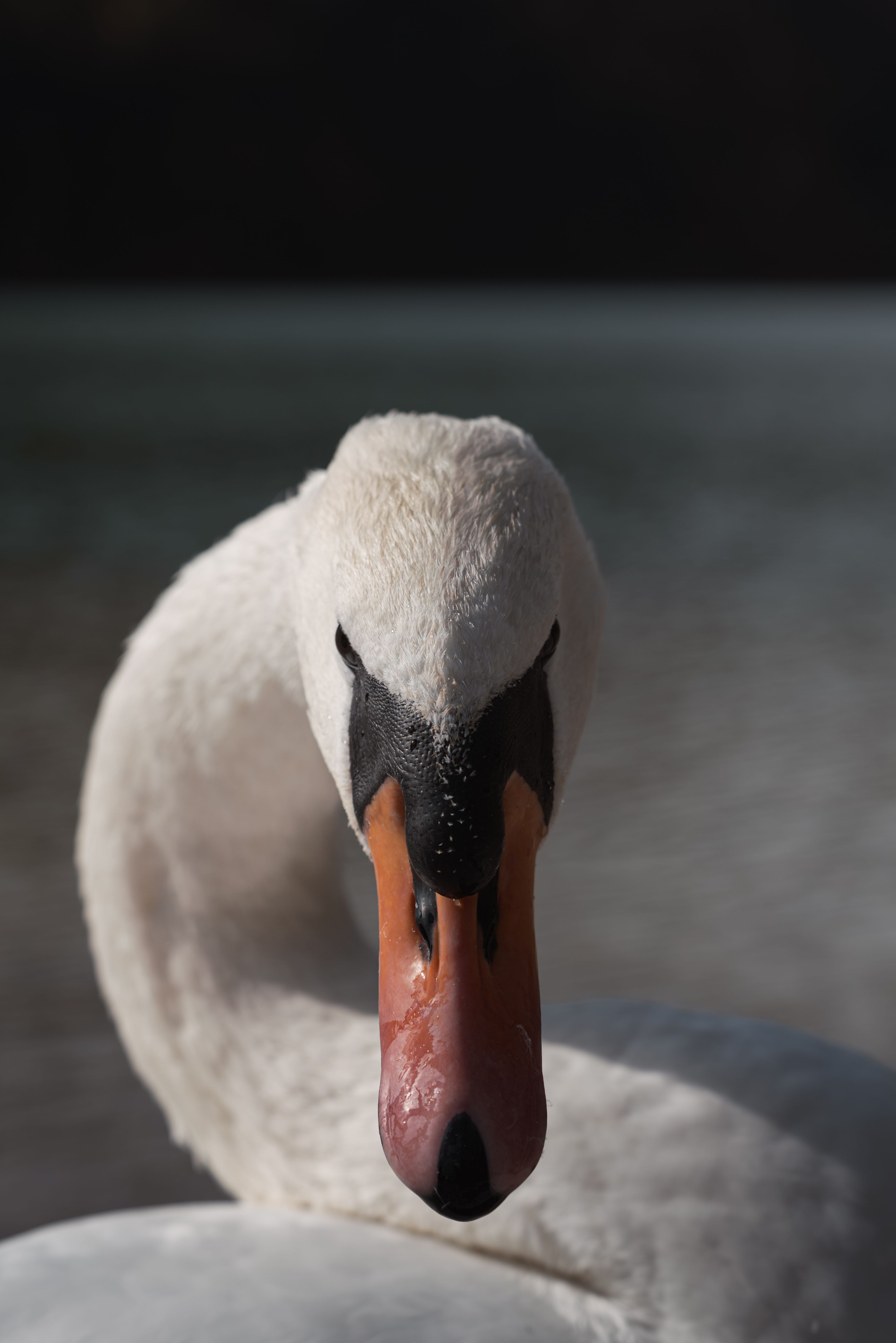 Elegant Swan Close-Up in Natural Habitat · Free Stock Photo