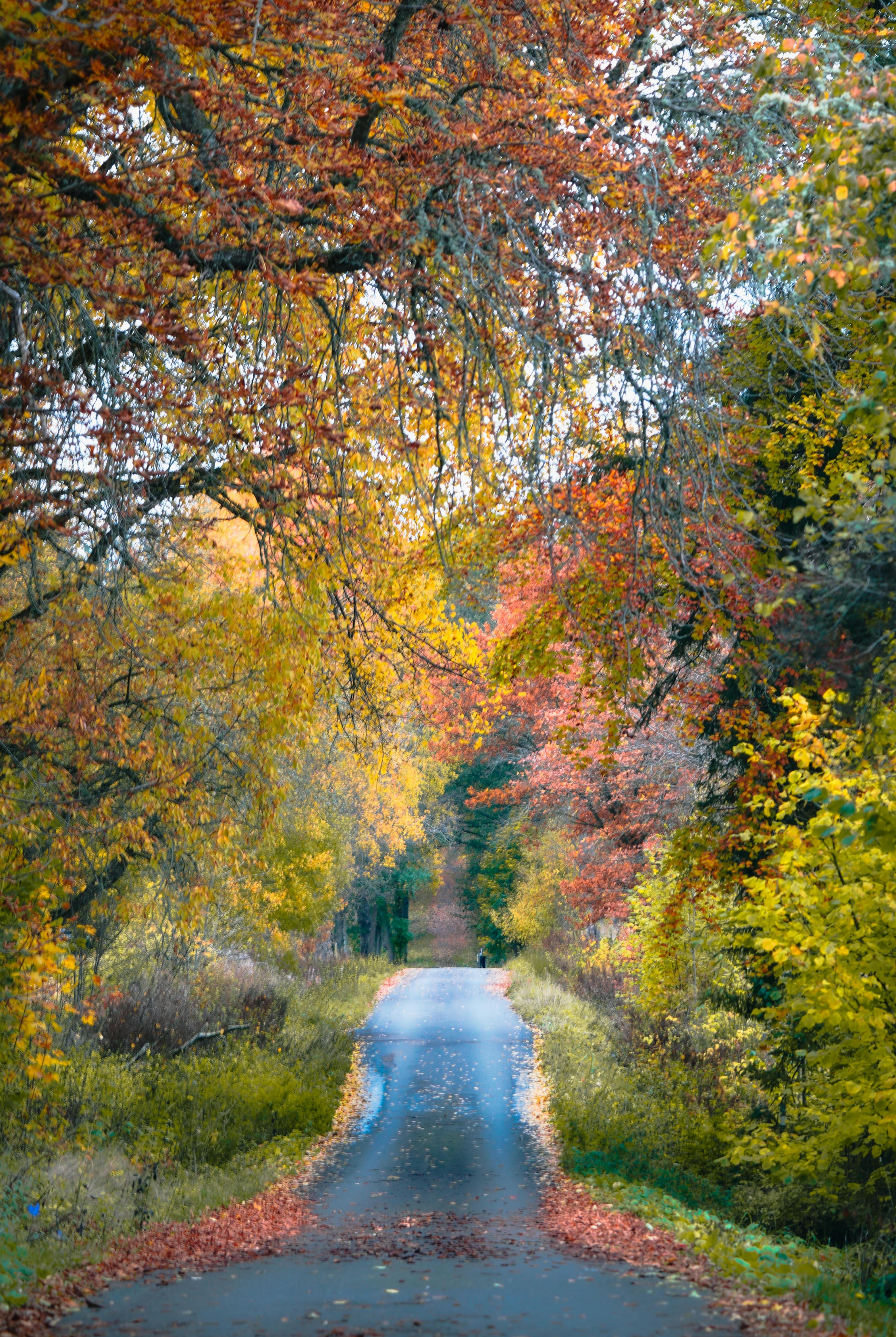 European Woodland Photos, Download The BEST Free European Woodland ...