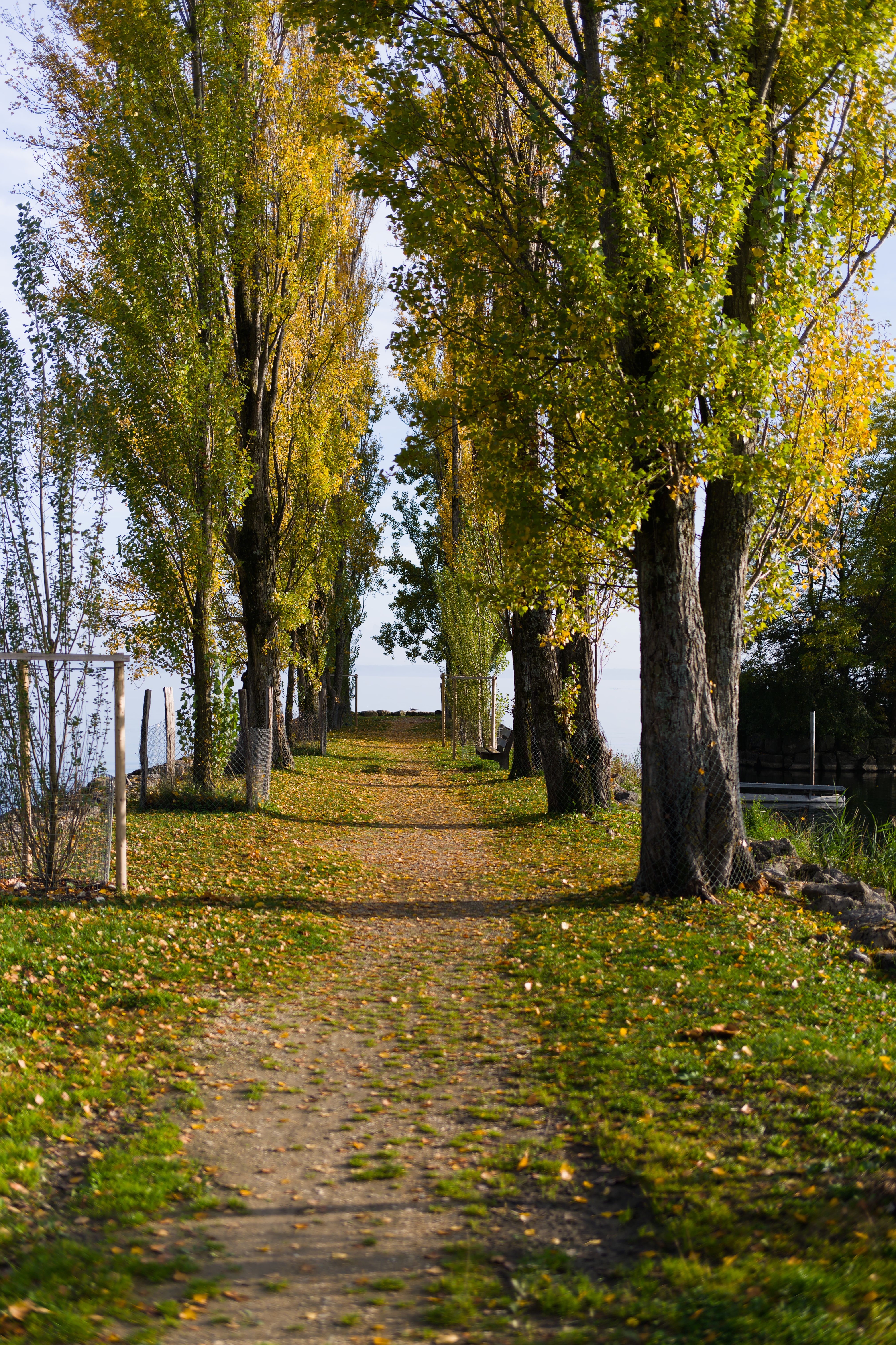 Scenic Tree-Lined Pathway in Autumn · Free Stock Photo