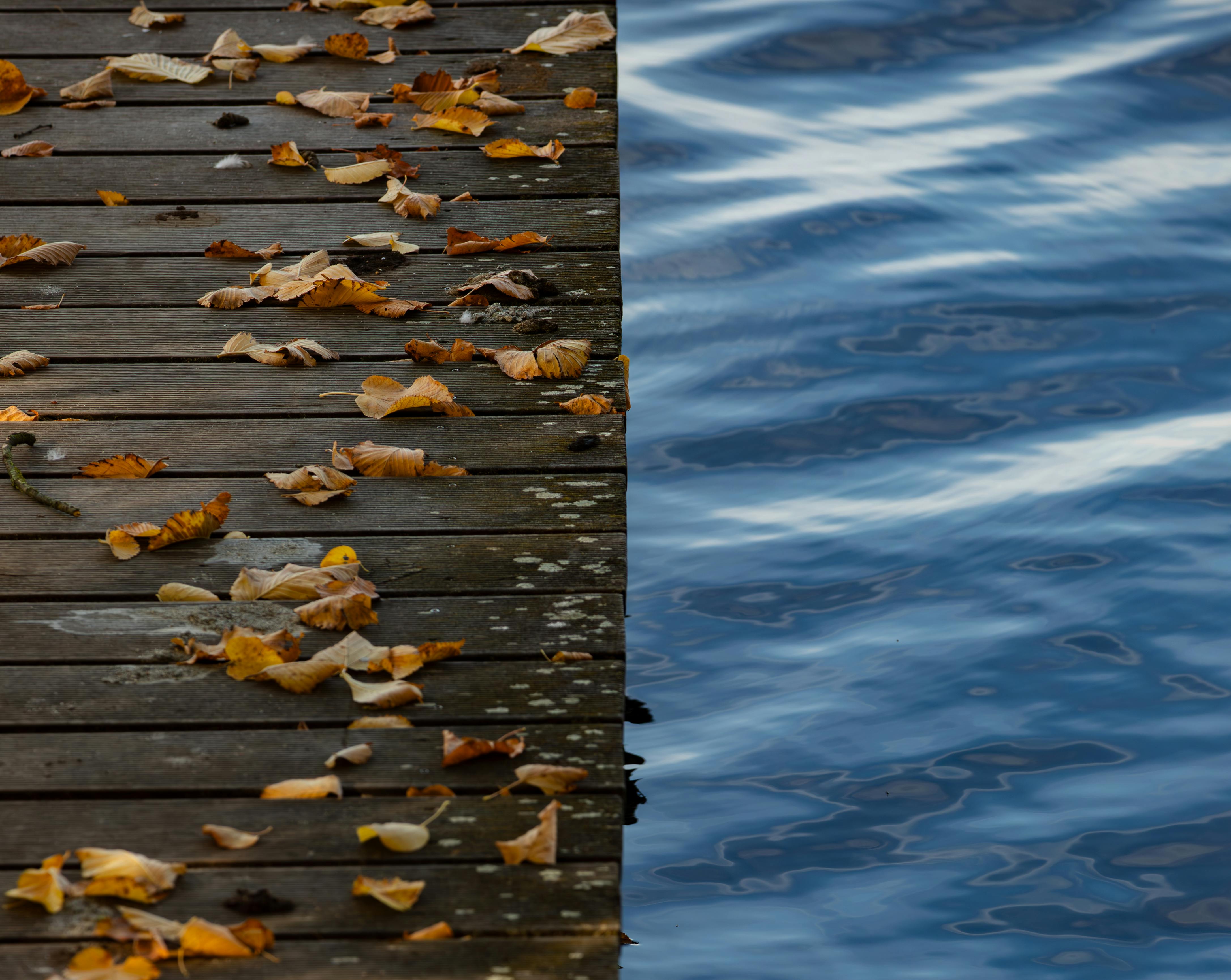 Autumn Leaves on a Wooden Dock by the Water · Free Stock Photo
