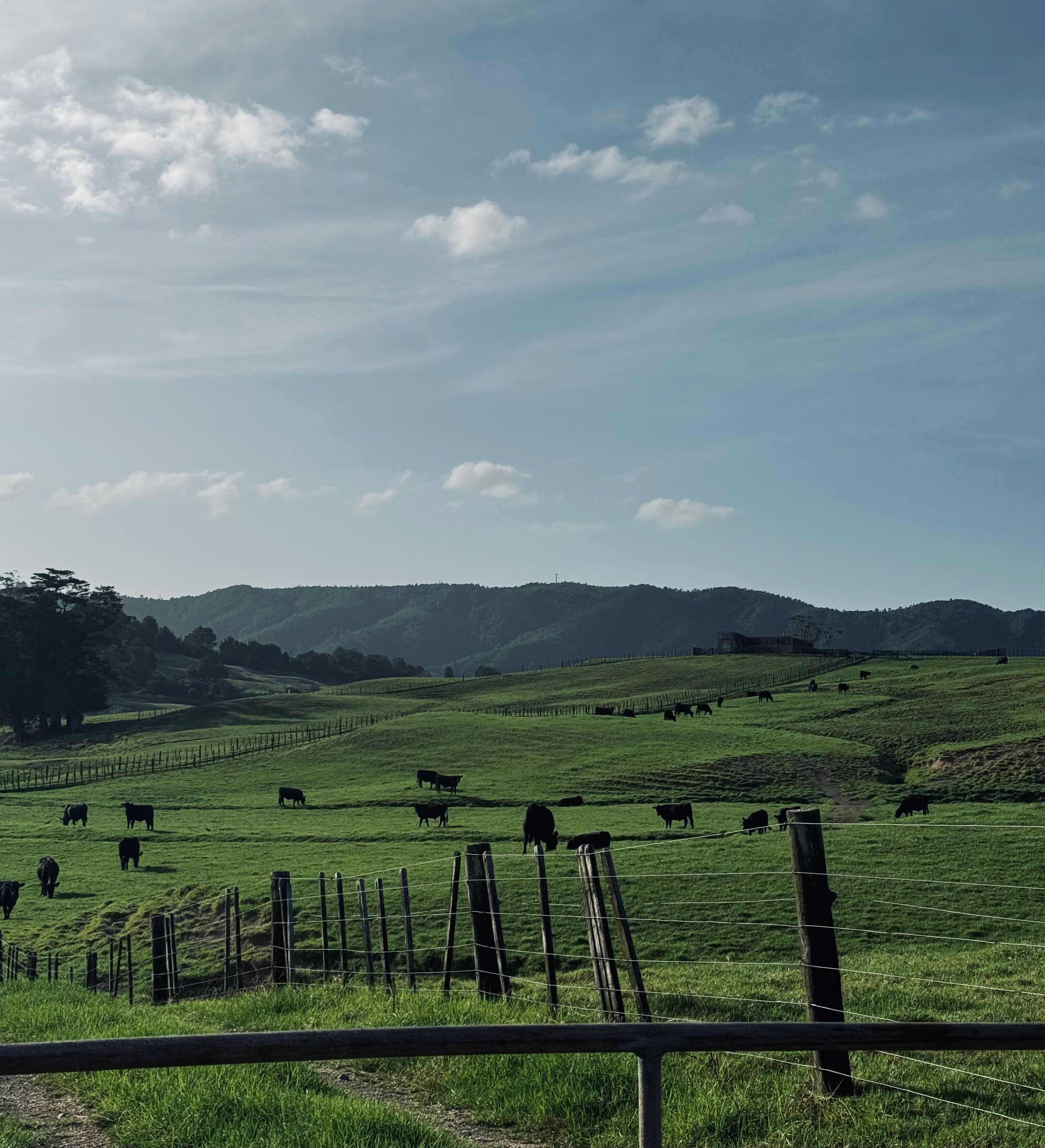 Scenic Cattle Farm in Kawakawa, New Zealand · Free Stock Photo