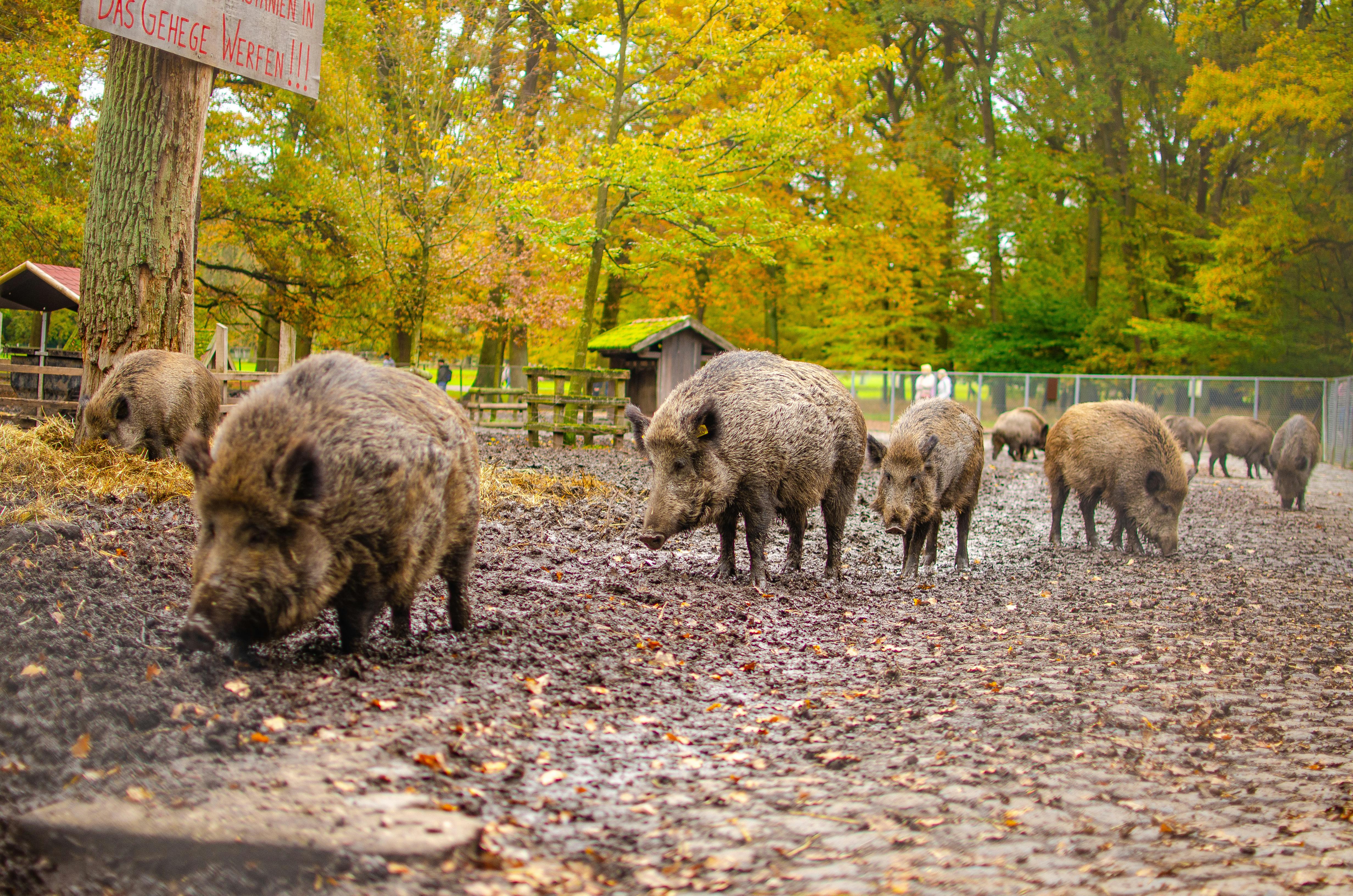 Wild Boars in Forest Enclosure During Fall · Free Stock Photo