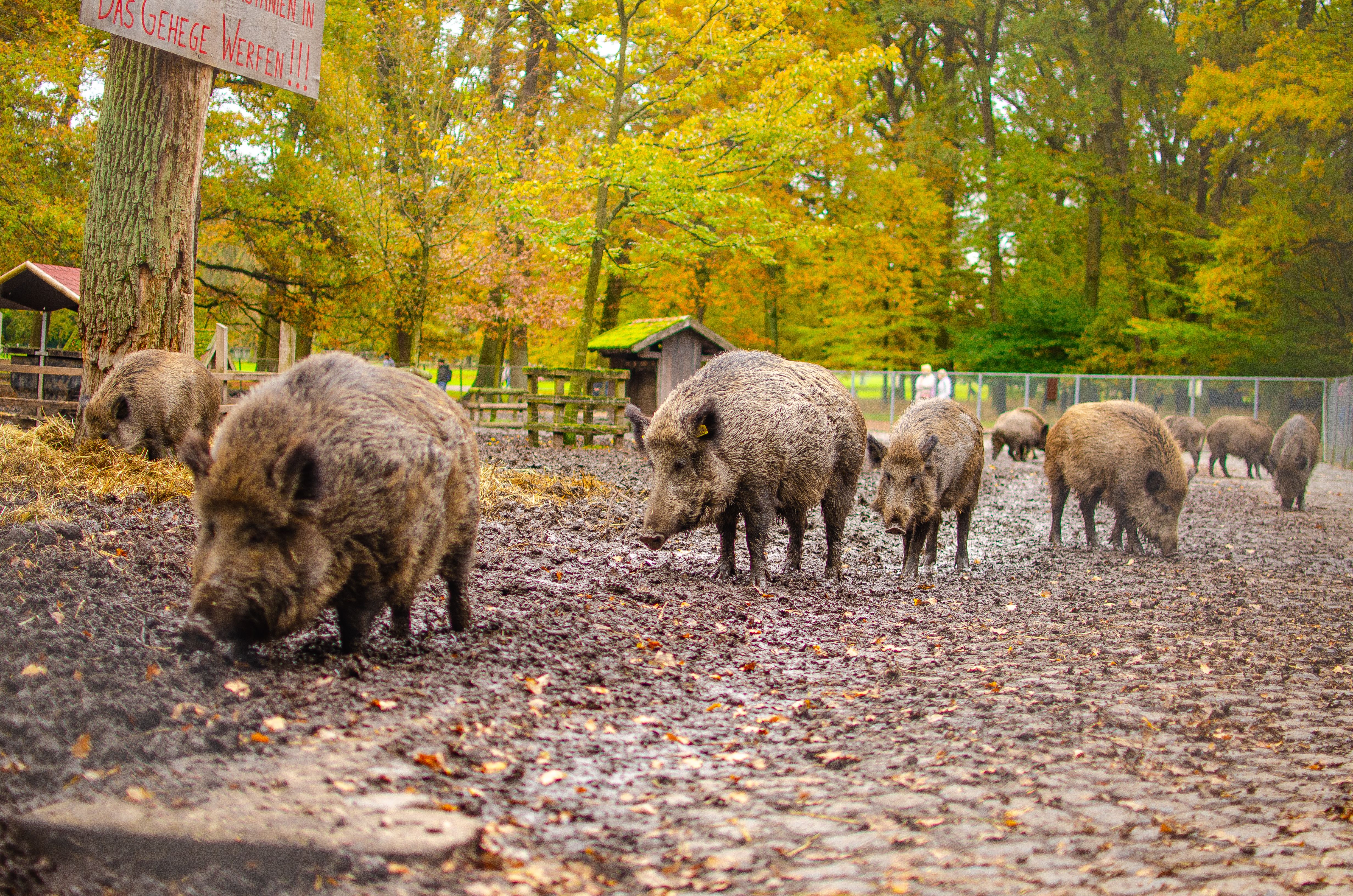 Brown Wild Boar on Dirt Ground at Daytime · Free Stock Photo