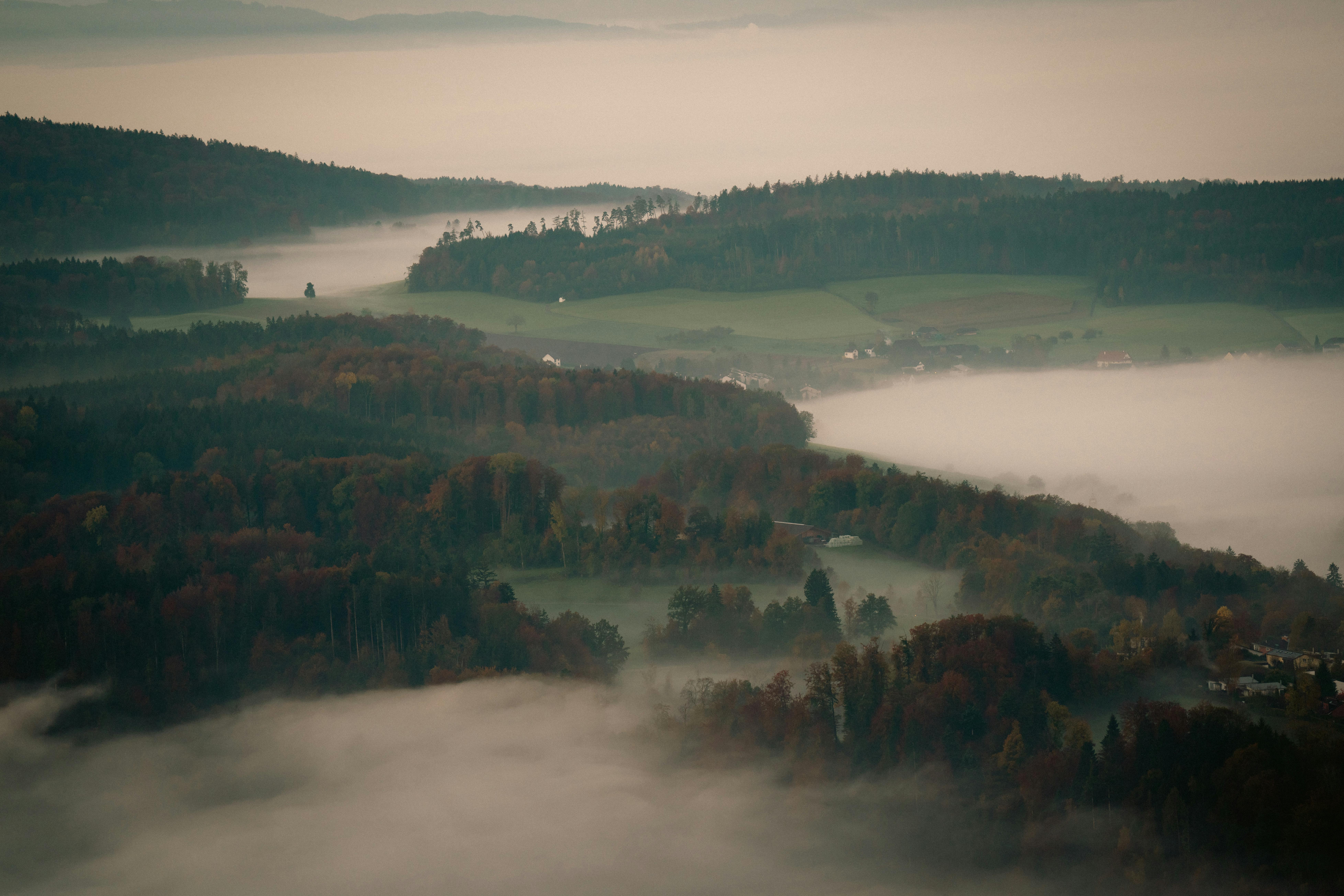 Misty Forest Landscape with Rolling Hills · Free Stock Photo
