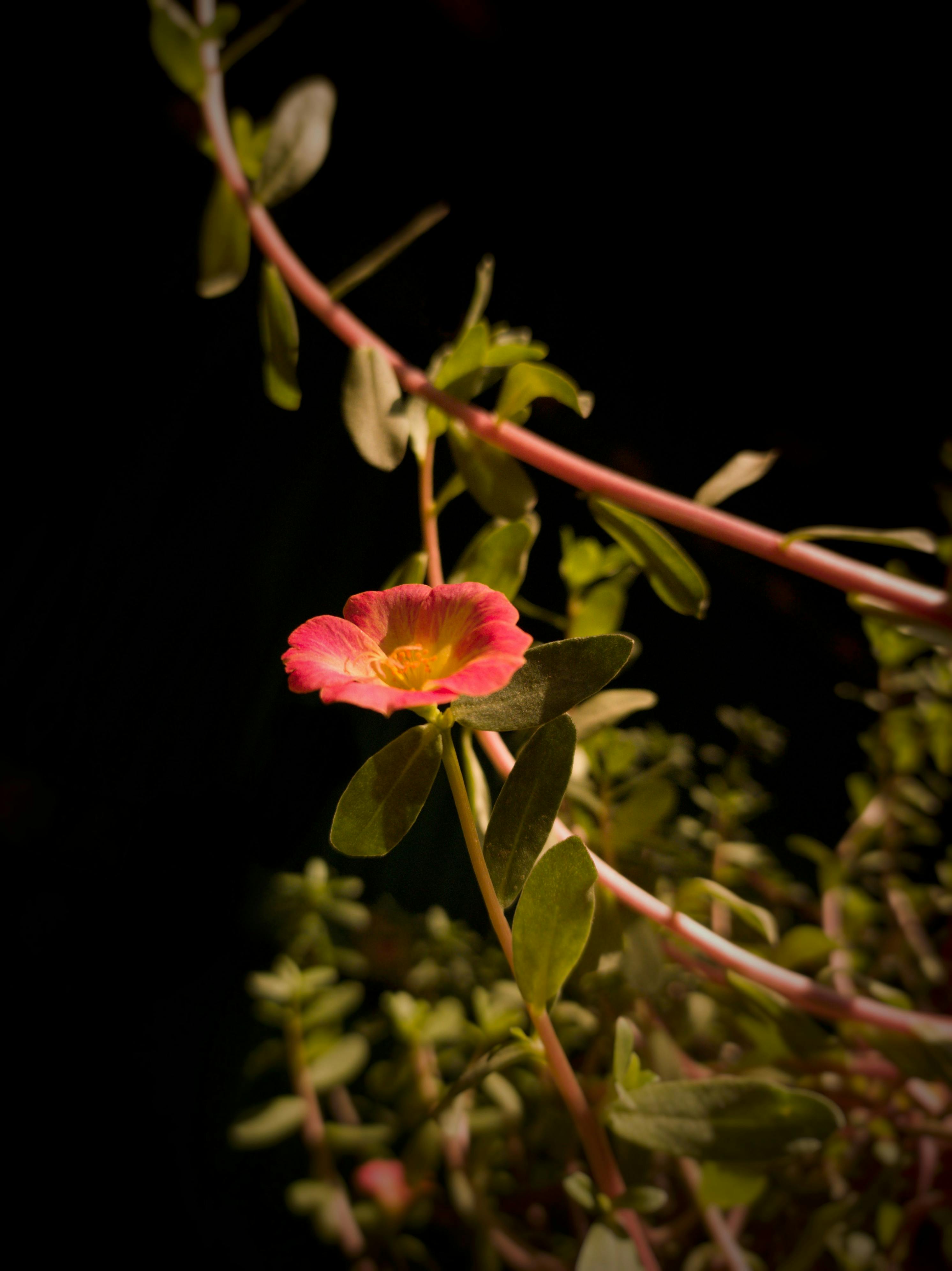 Close-up of Blooming Portulaca Flower · Free Stock Photo