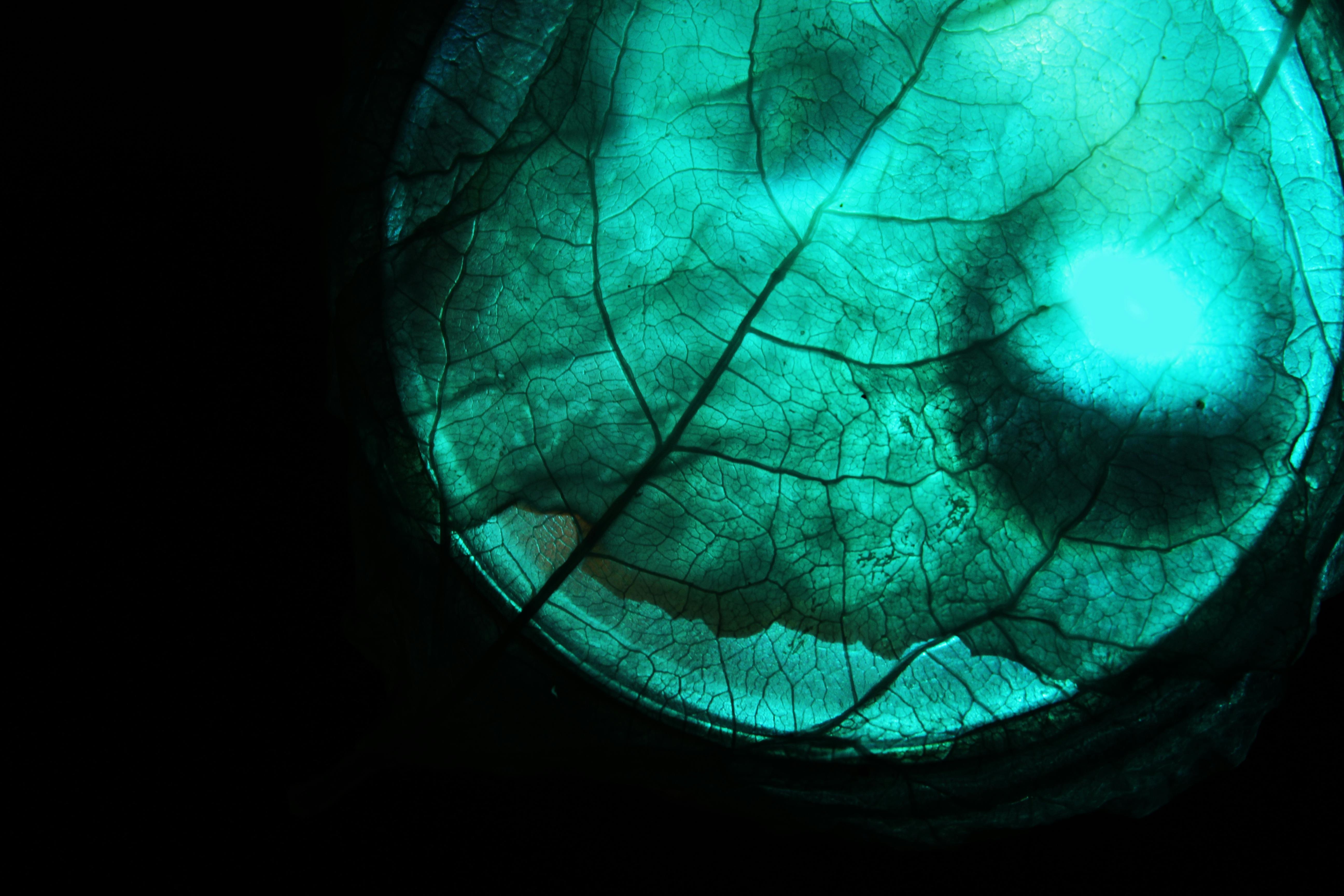 gentina danurendra - Fotografía