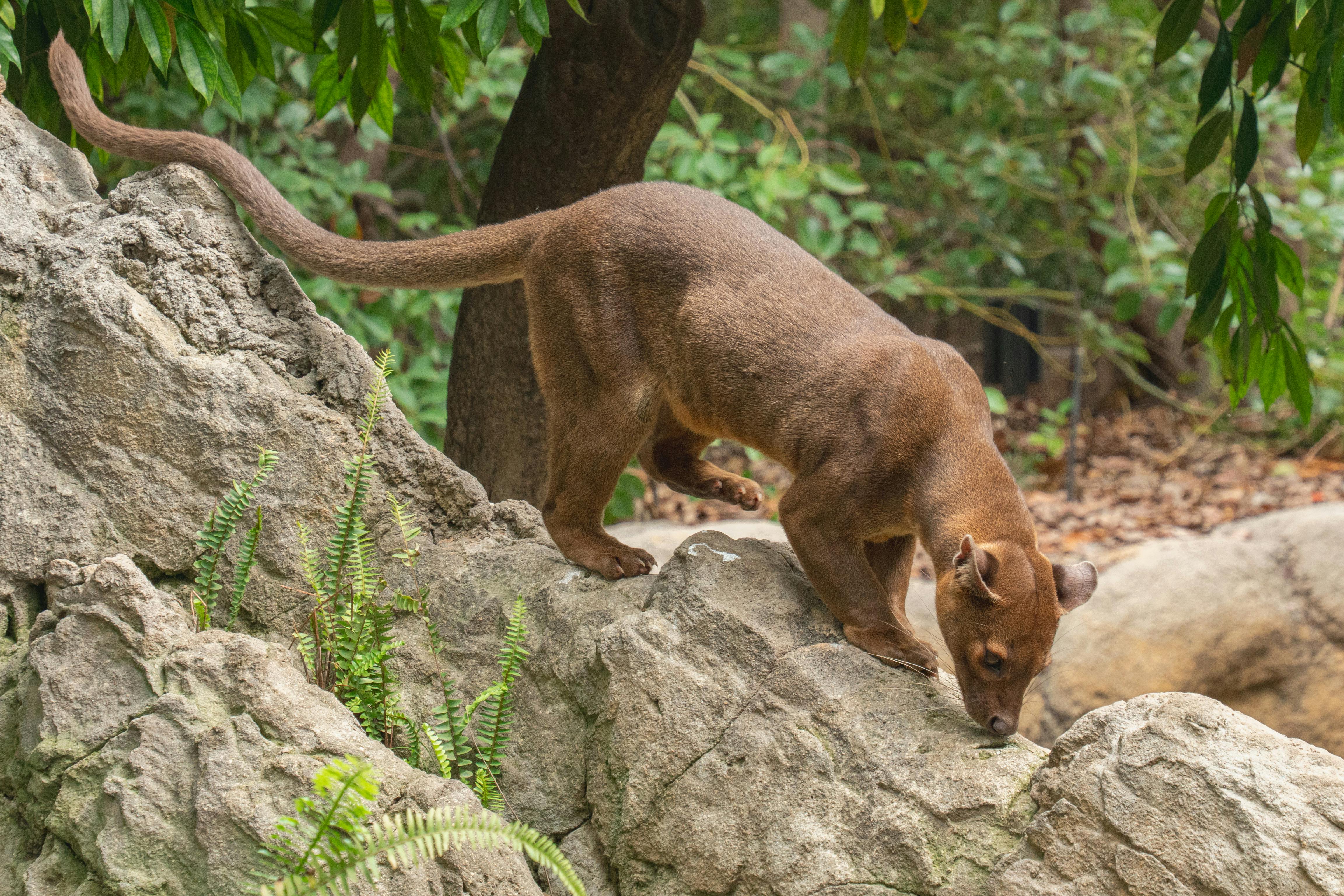 Fossa exploring rocky terrain in natural habitat · Free Stock Photo