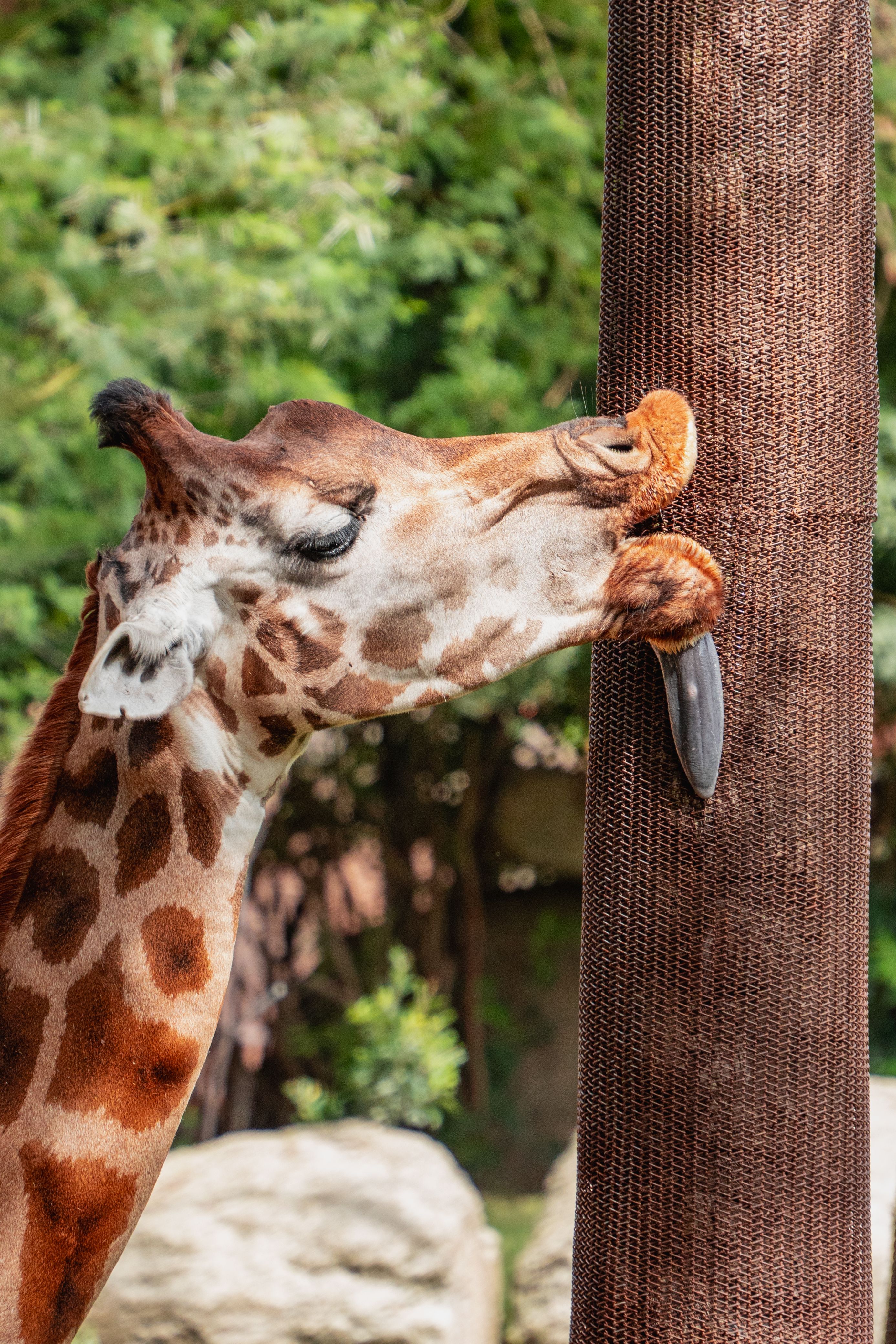 Close-up of Giraffe Eating at a Zoo · Free Stock Photo