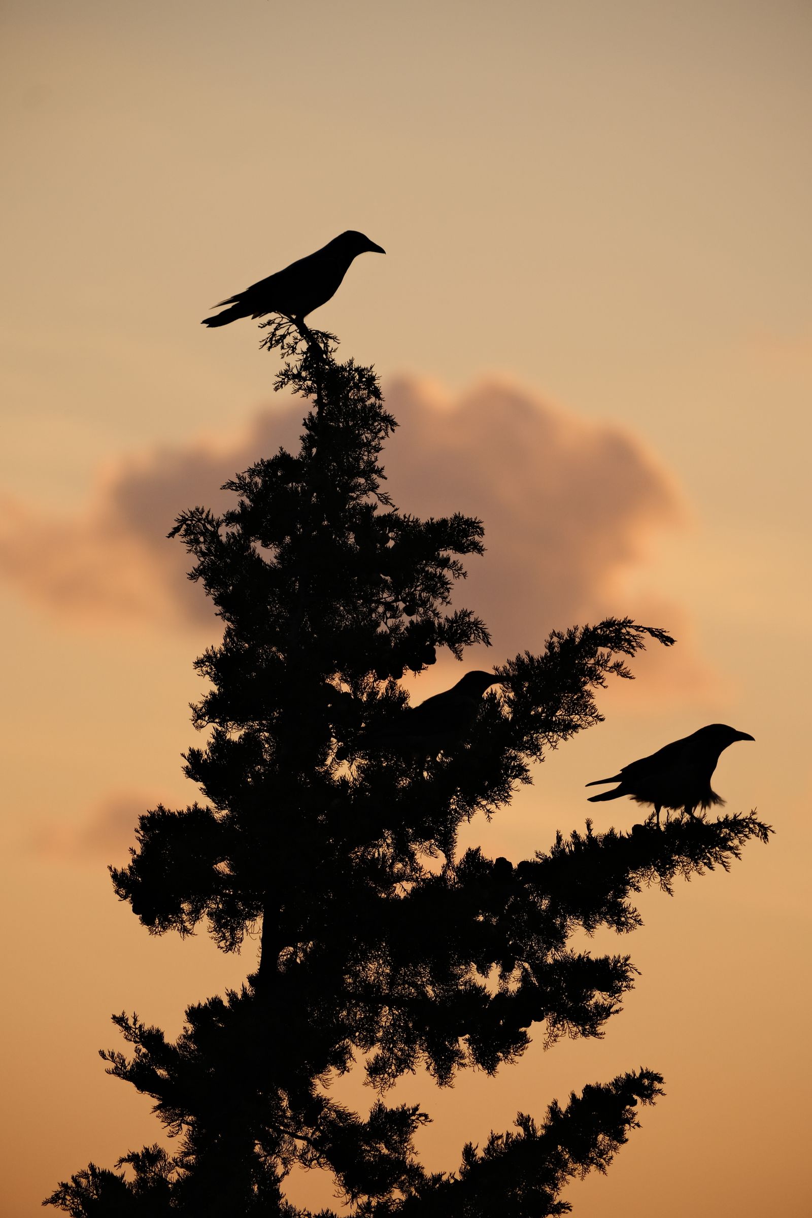 Crow Silhouette Photos, Download The BEST Free Crow Silhouette Stock ...