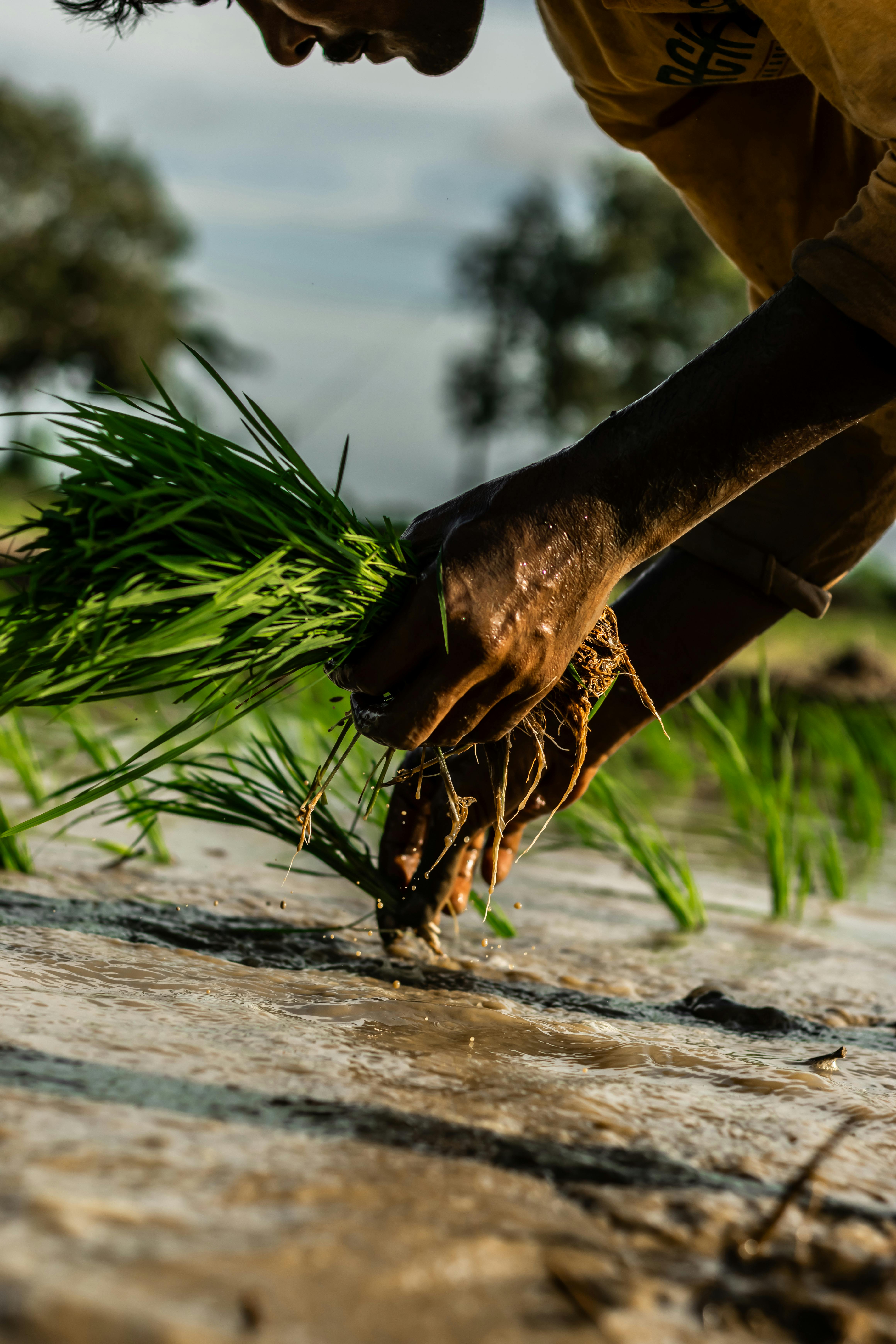 Farmer Planting Rice Seedlings in India · Free Stock Photo