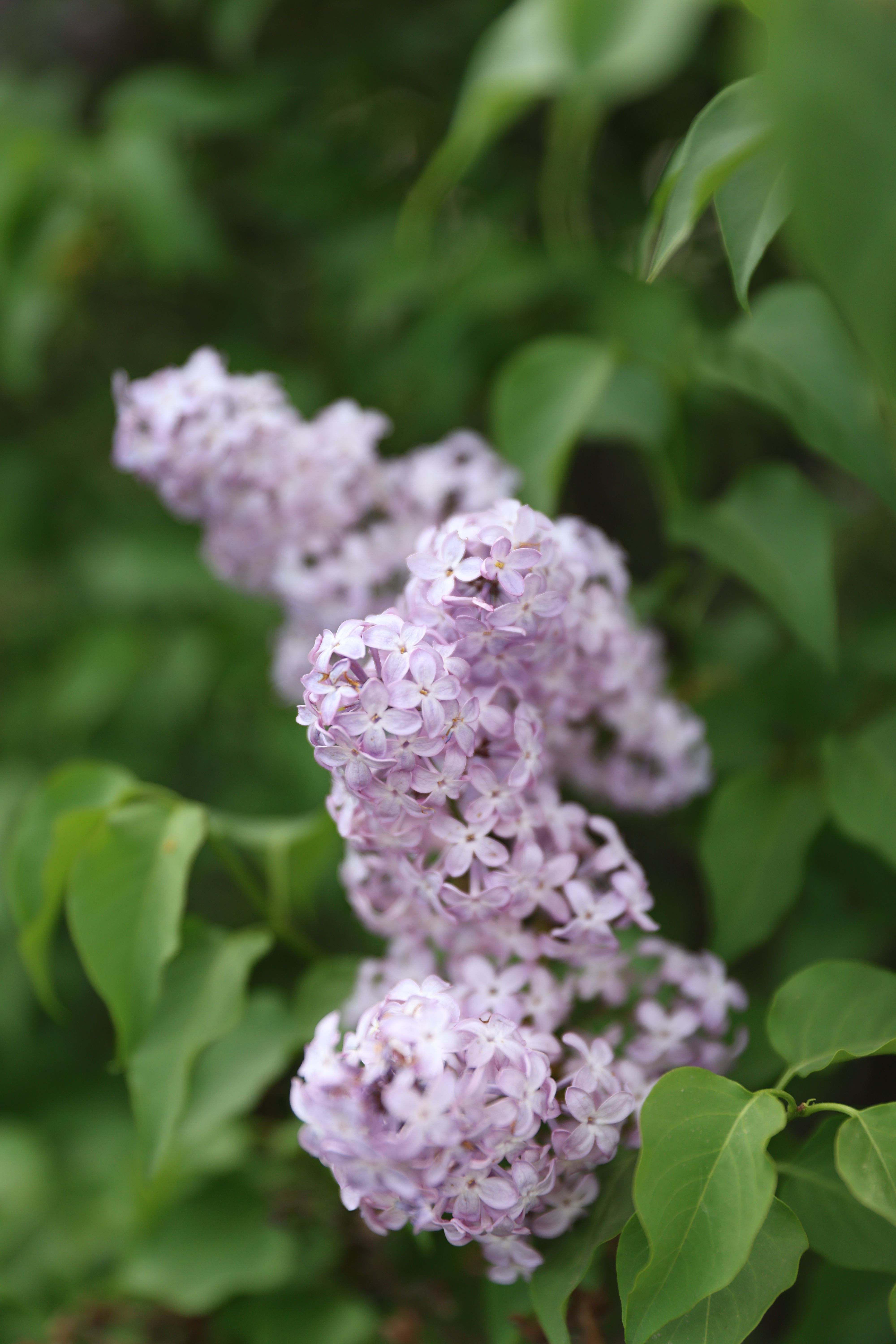 Close-up of Blooming Lilac Flowers in Spring · Free Stock Photo
