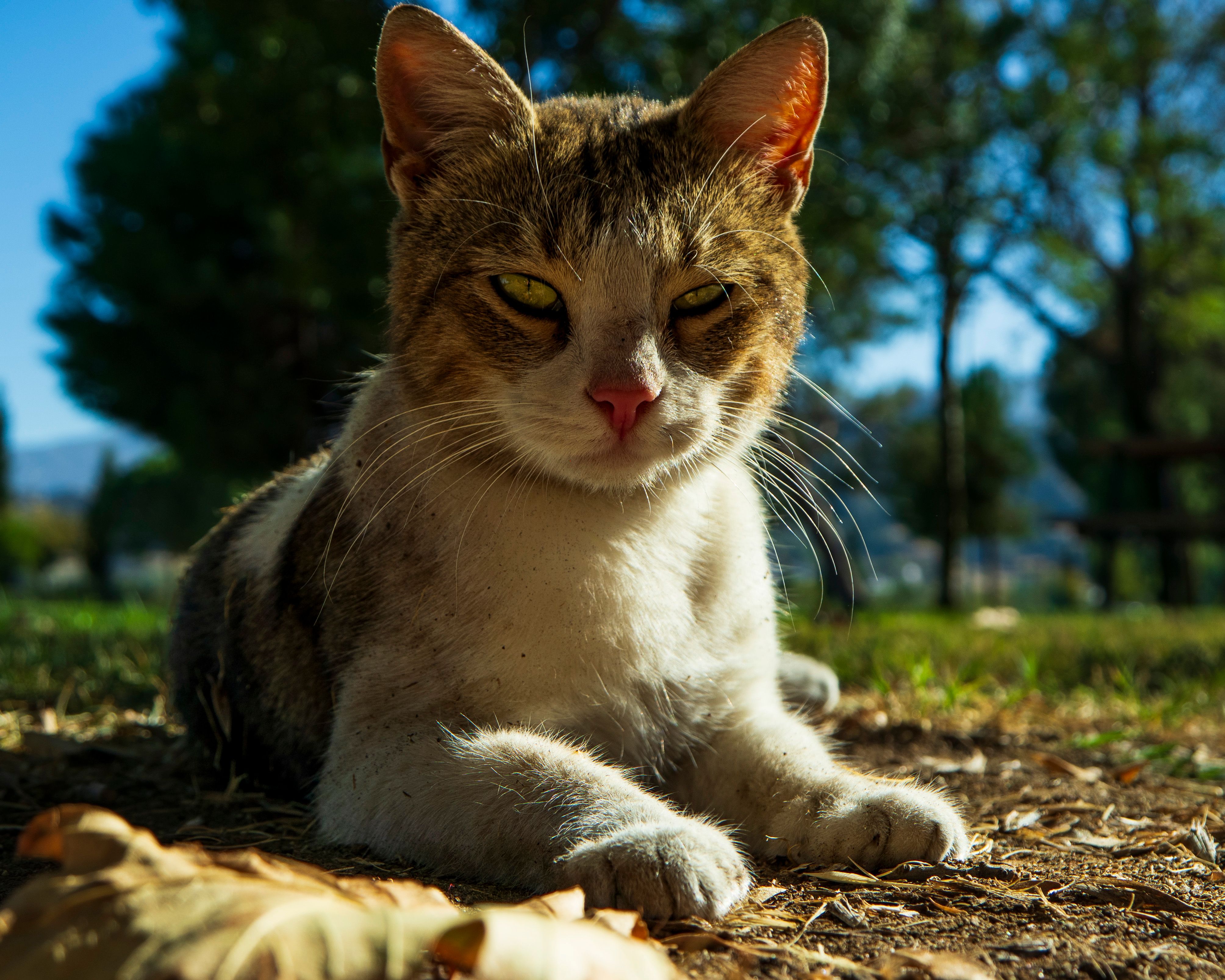Close Up De Um Gato Relaxado Ao Ar Livre Sob A Luz Do Sol · Foto ...