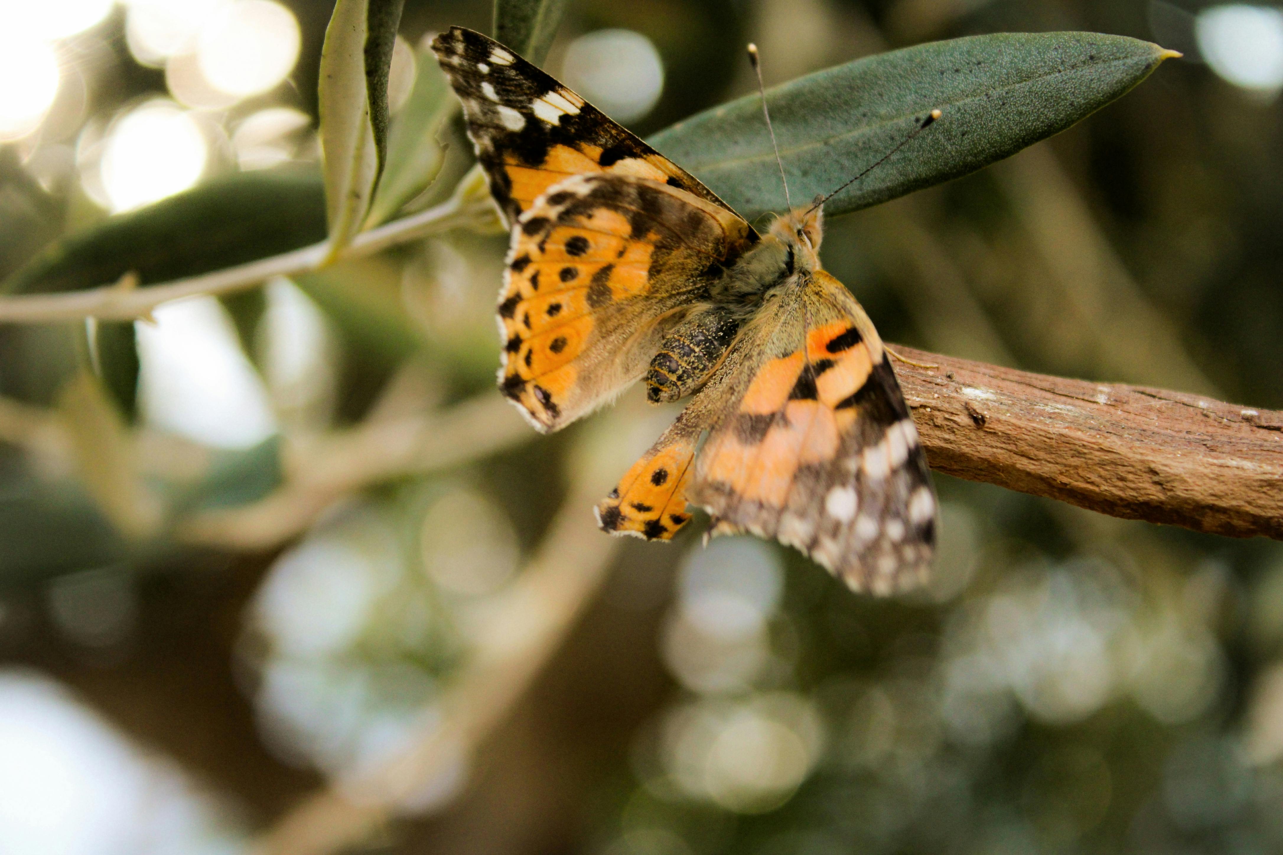 An Exotic Moth on a Tree · Free Stock Photo