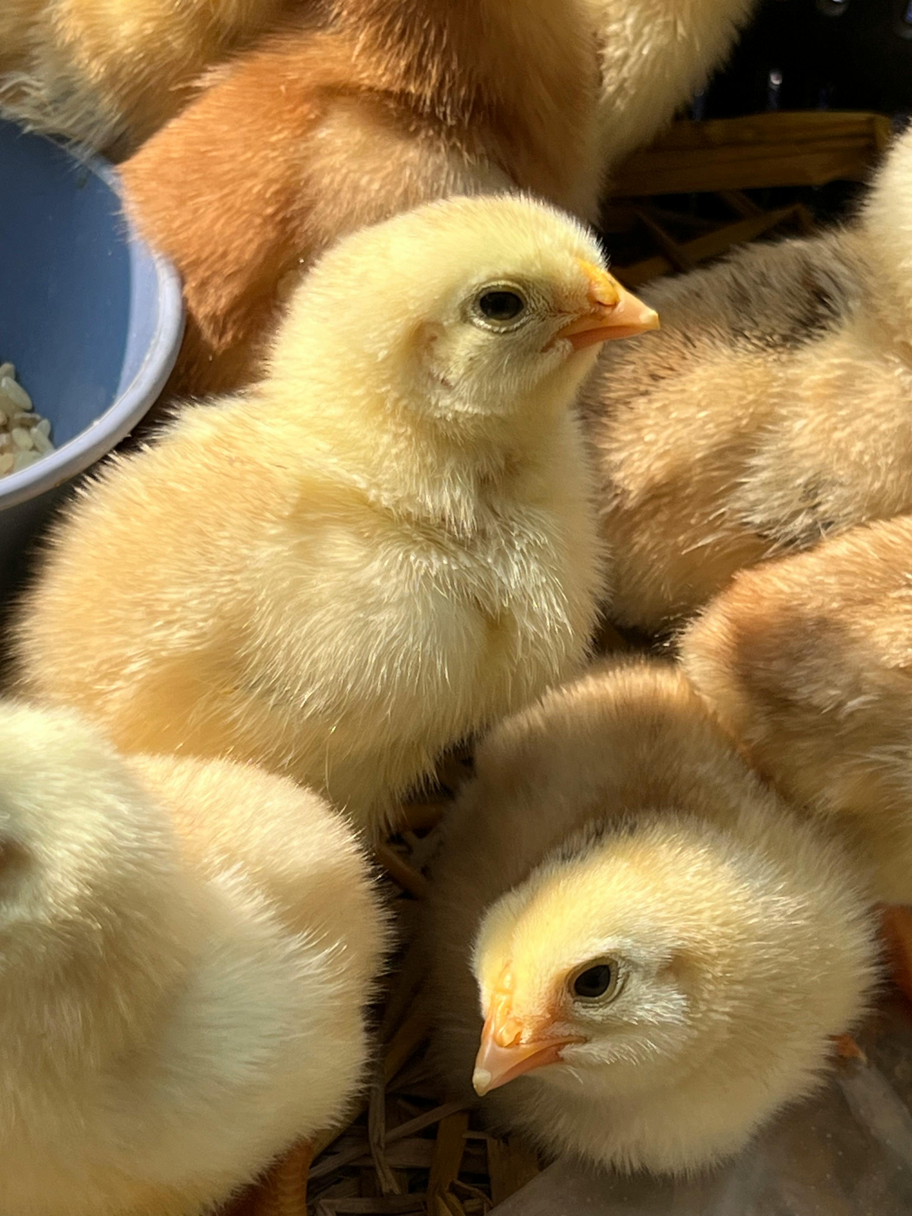 Close-up of Fluffy Yellow Chicks in Sunlight · Free Stock Photo