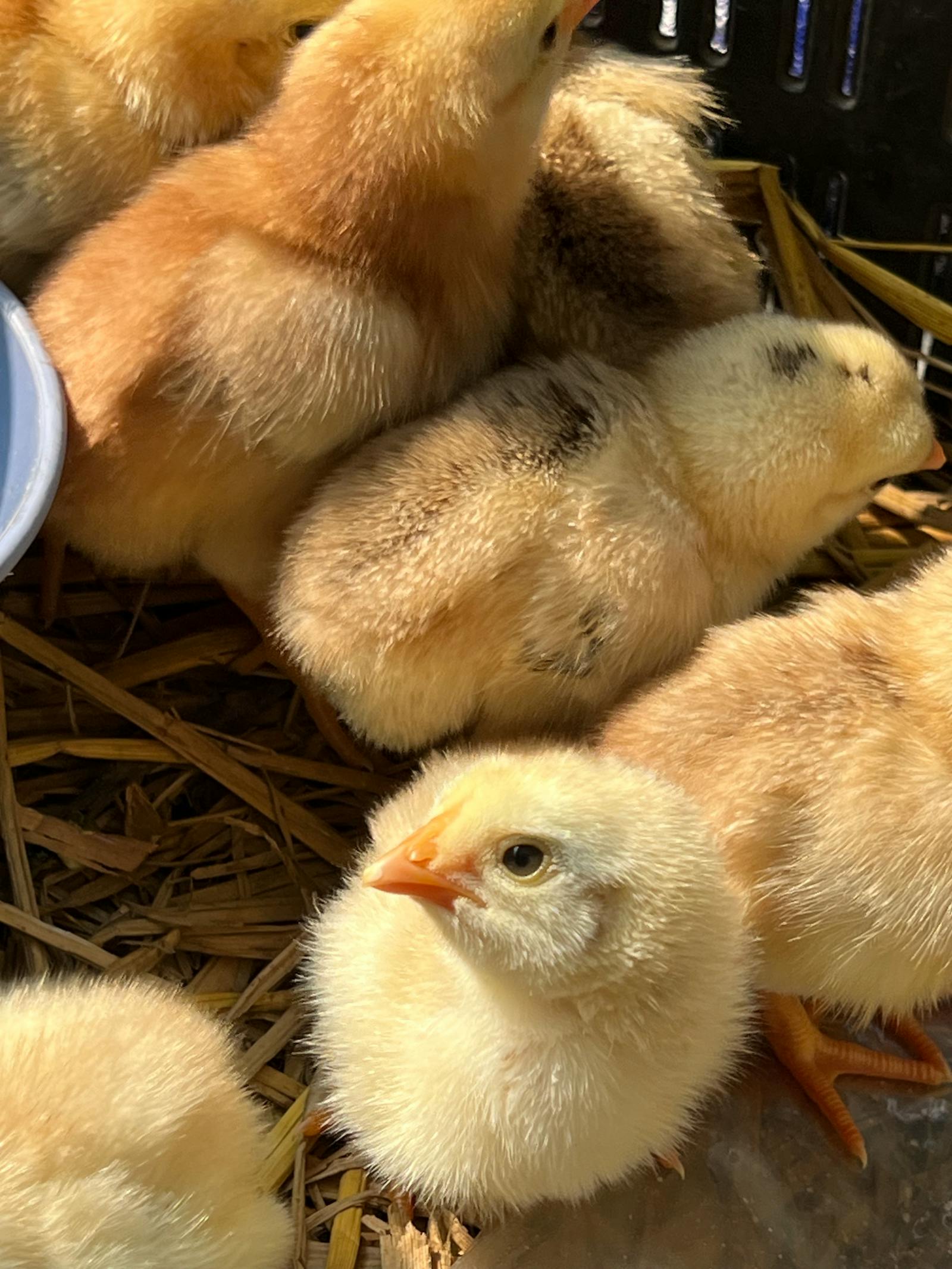Baby Chicks Photos, Download The BEST Free Baby Chicks Stock Photos ...