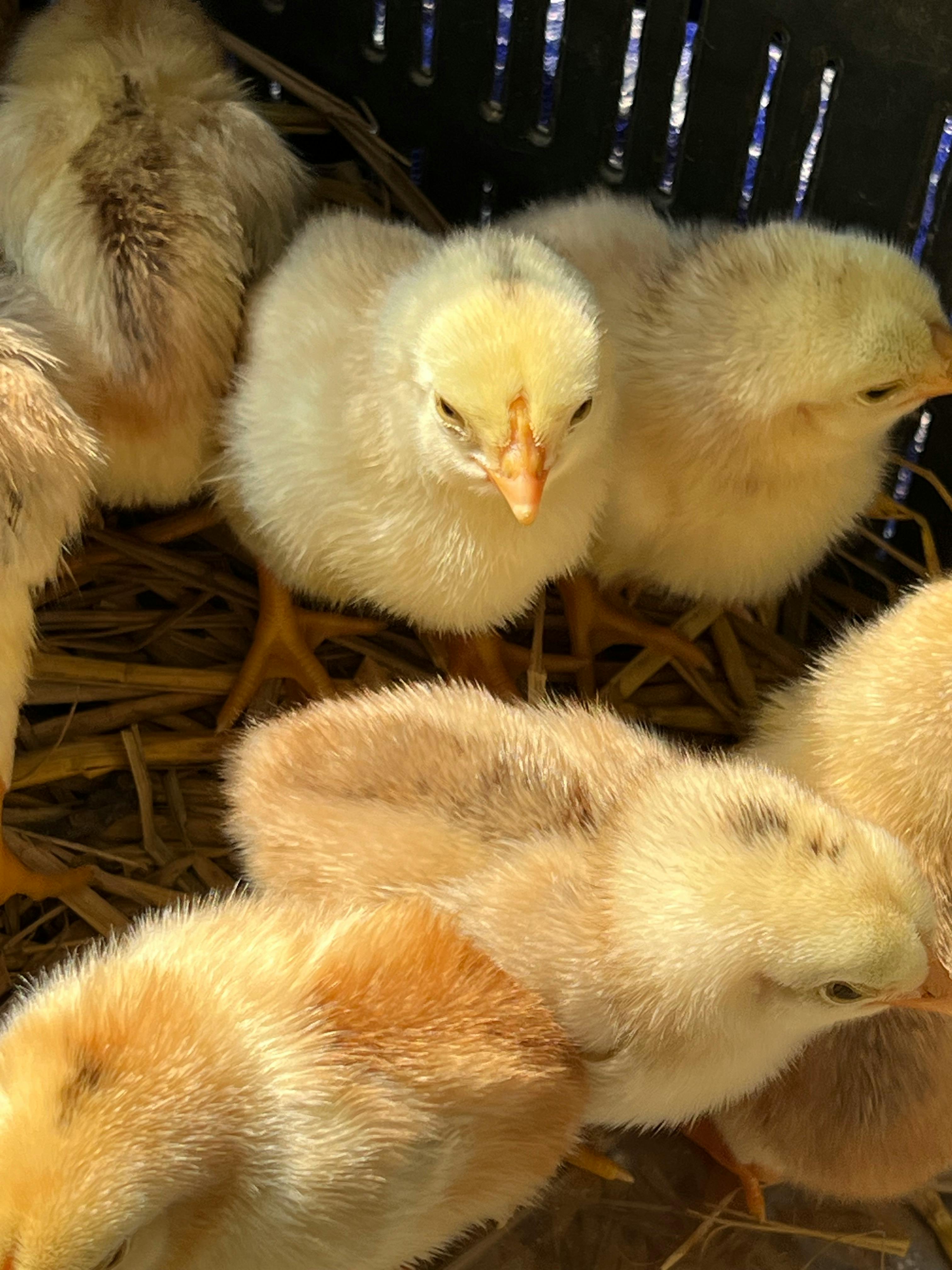 Adorable Fluffy Chicks in Nesting Straw · Free Stock Photo