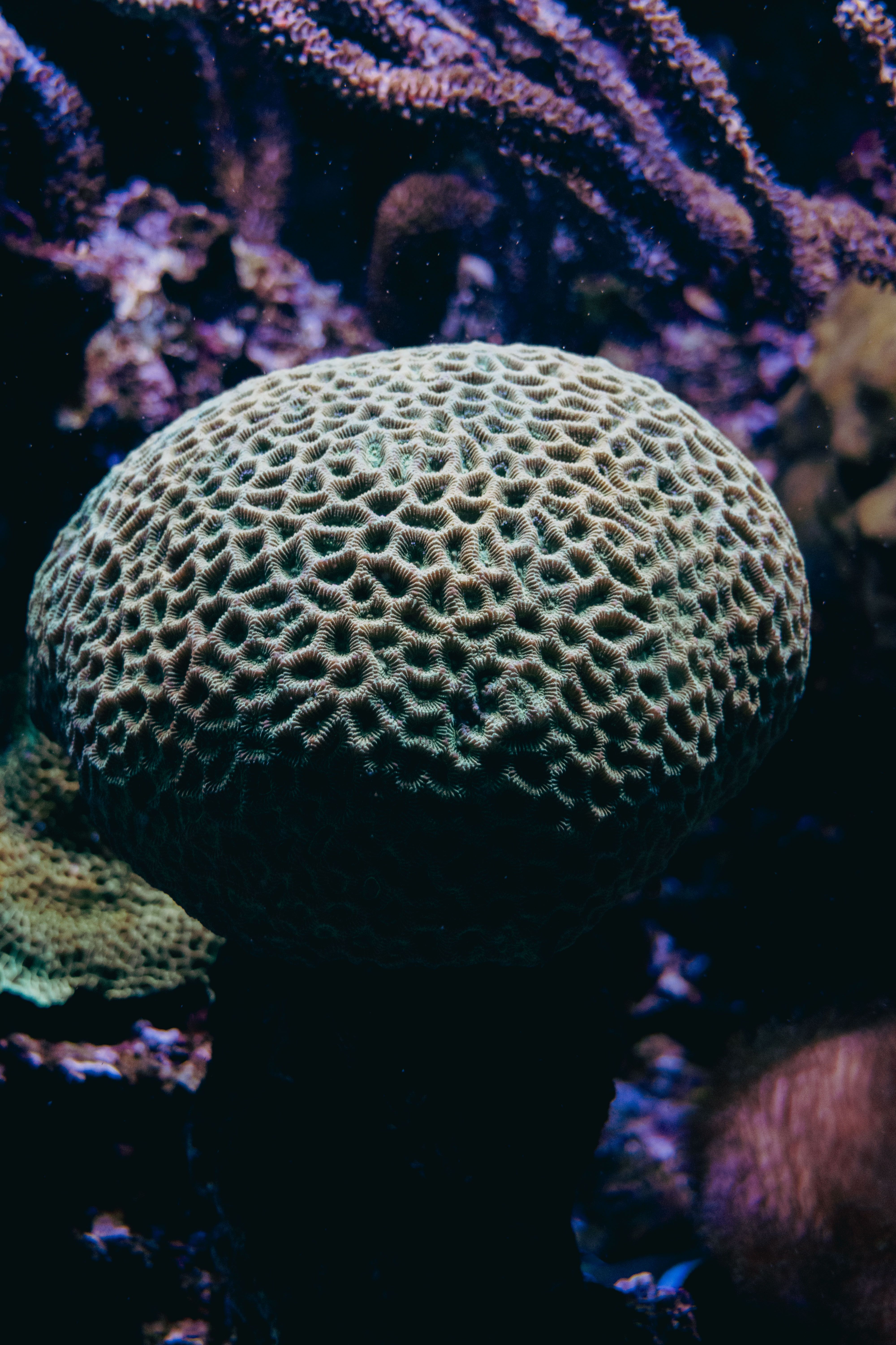 Close-up View of Brain Coral Underwater · Free Stock Photo
