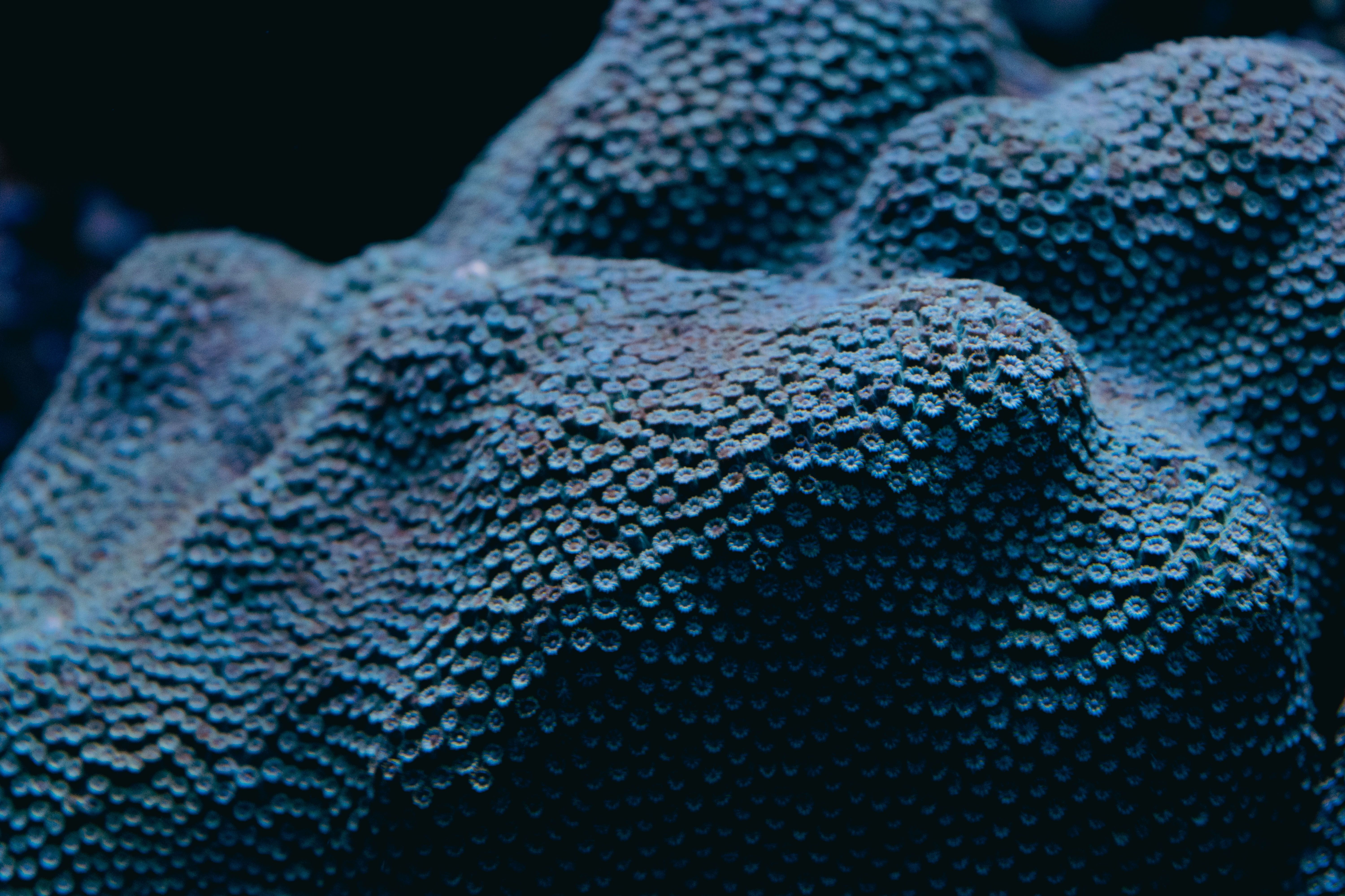 Textured Blue Coral Close-up in Ocean · Free Stock Photo