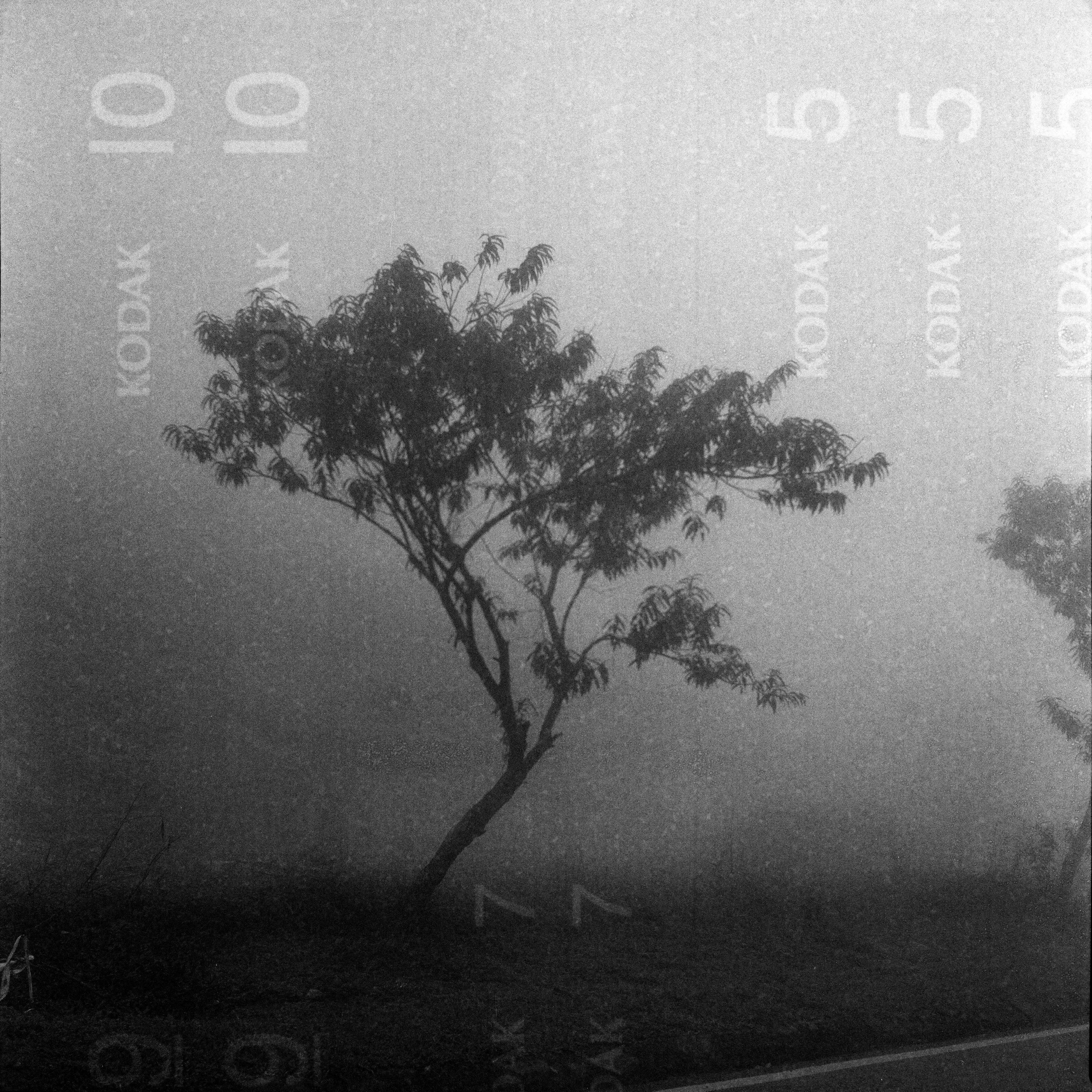 Moody Tree in Foggy Landscape at Dusk · Free Stock Photo