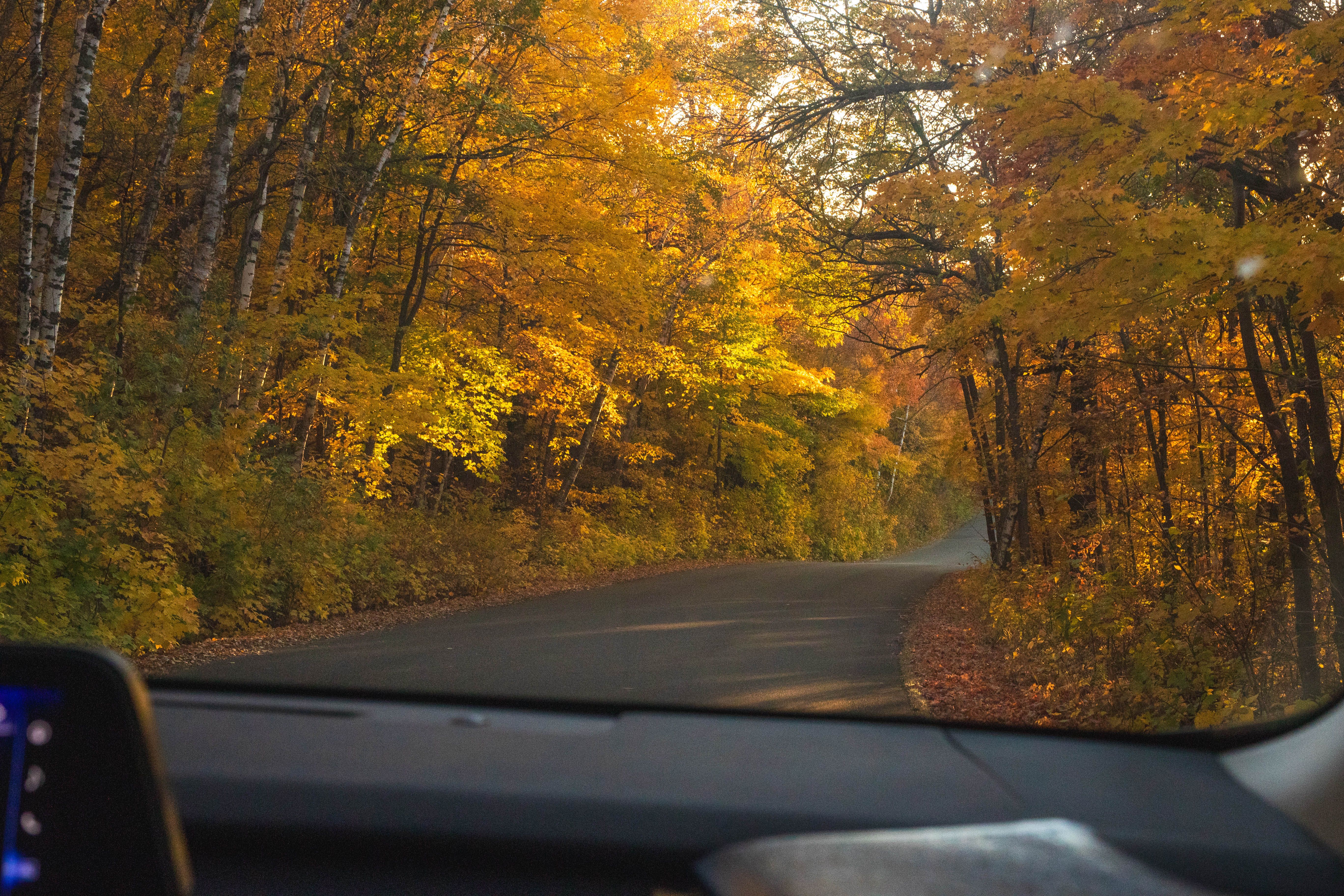 Scenic autumn drive through vibrant forest road · Free Stock Photo
