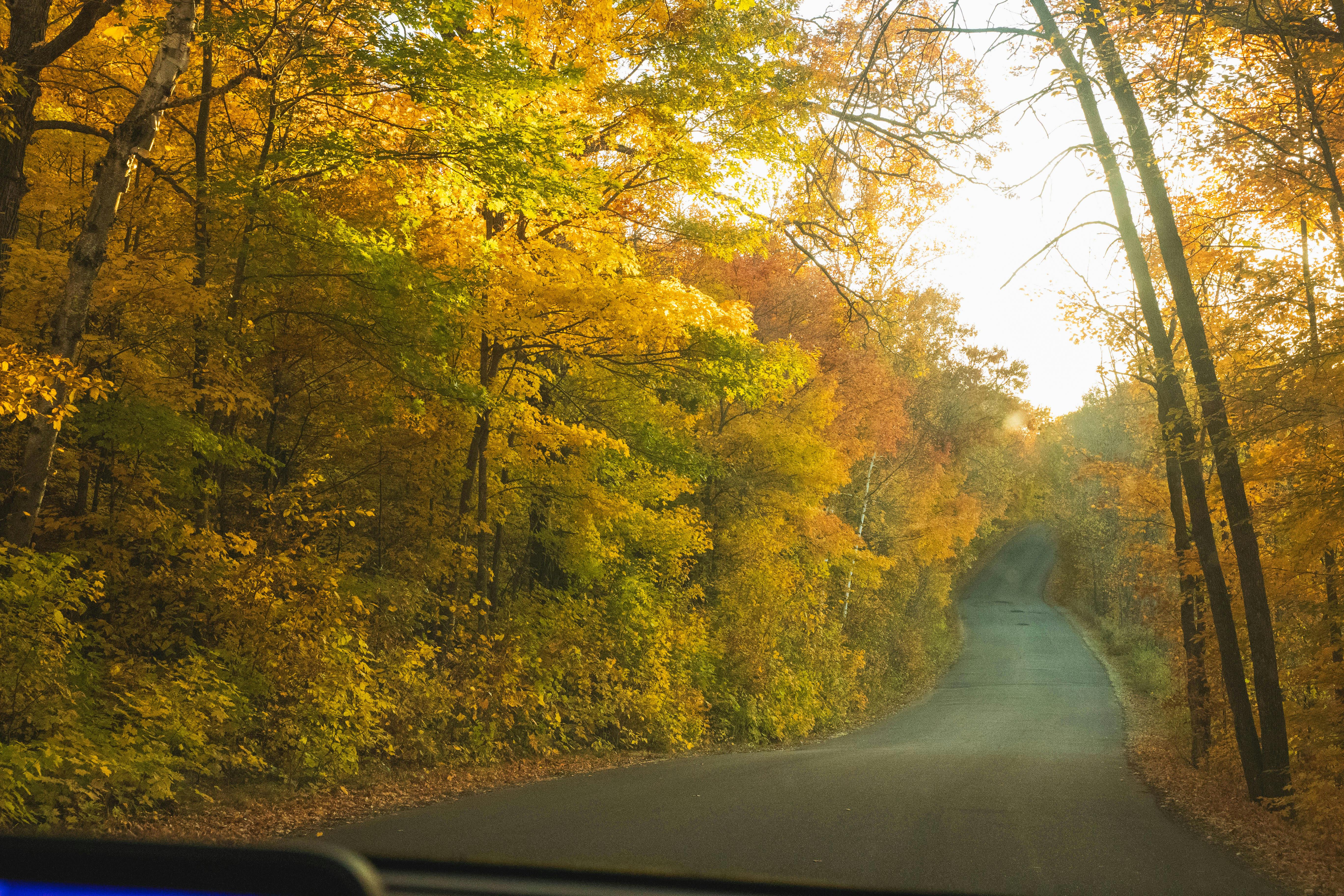 Scenic Autumn Forest Road with Vibrant Foliage · Free Stock Photo
