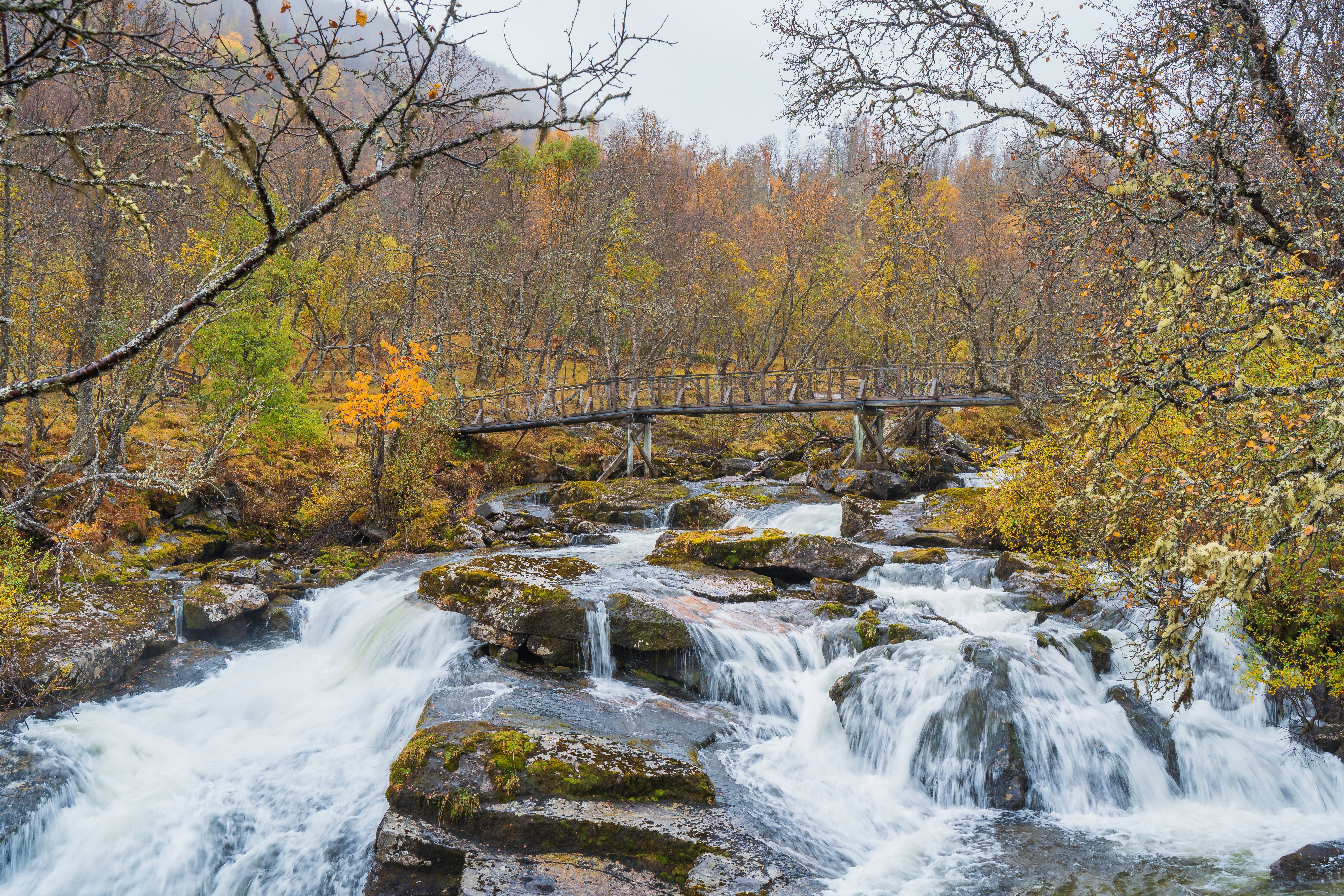 Scenic Autumn Stream Through Vibrant Forest · Free Stock Photo