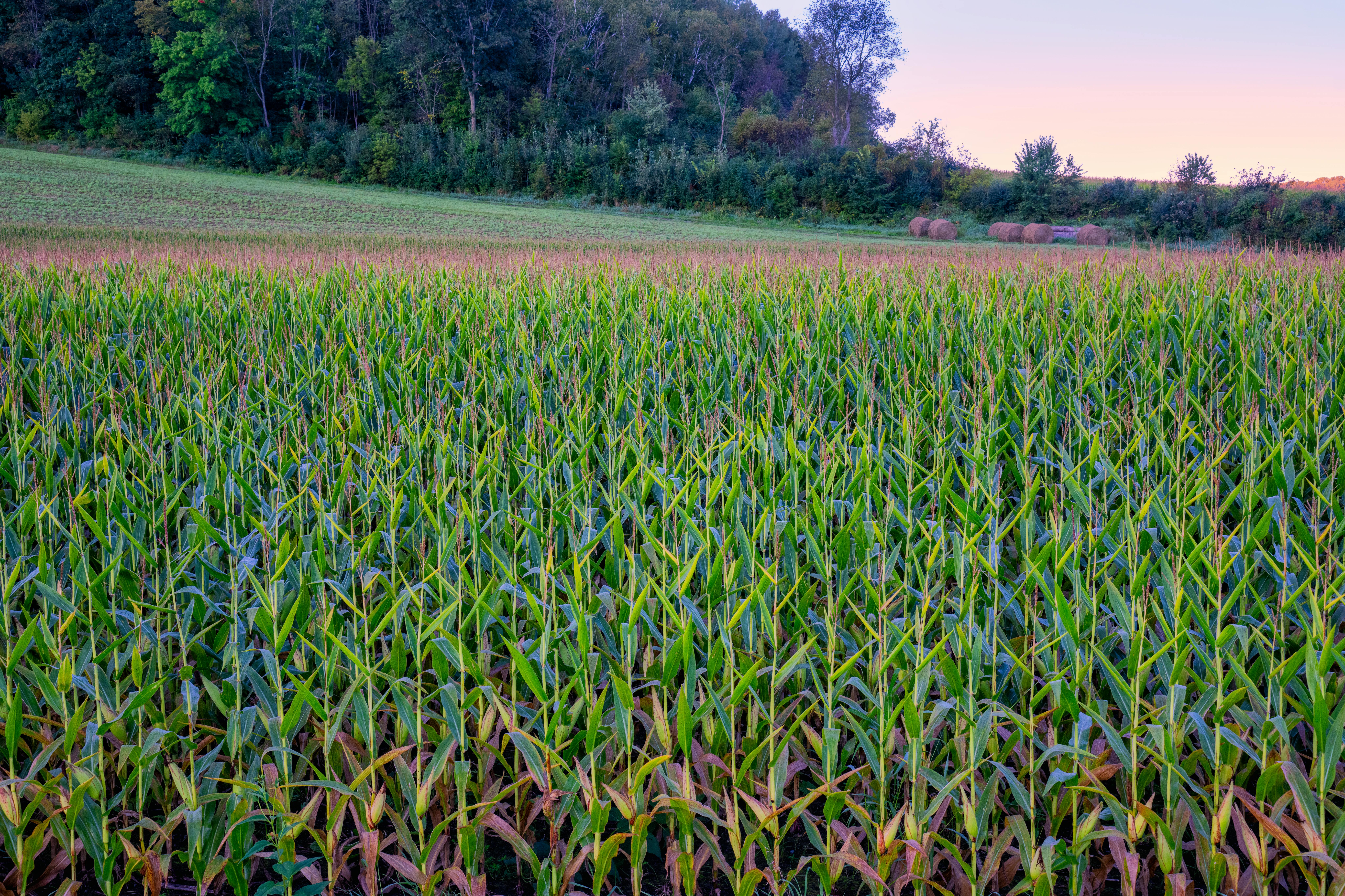 Lush Cornfield at Dusk in Wisconsin · Free Stock Photo
