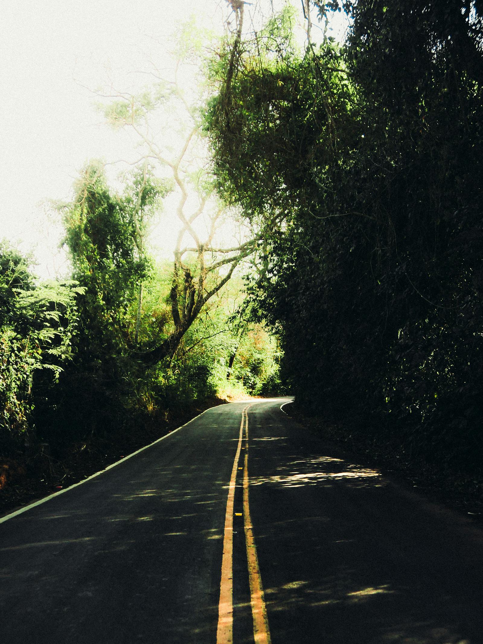 Road With Trees Photos, Download The BEST Free Road With Trees Stock ...