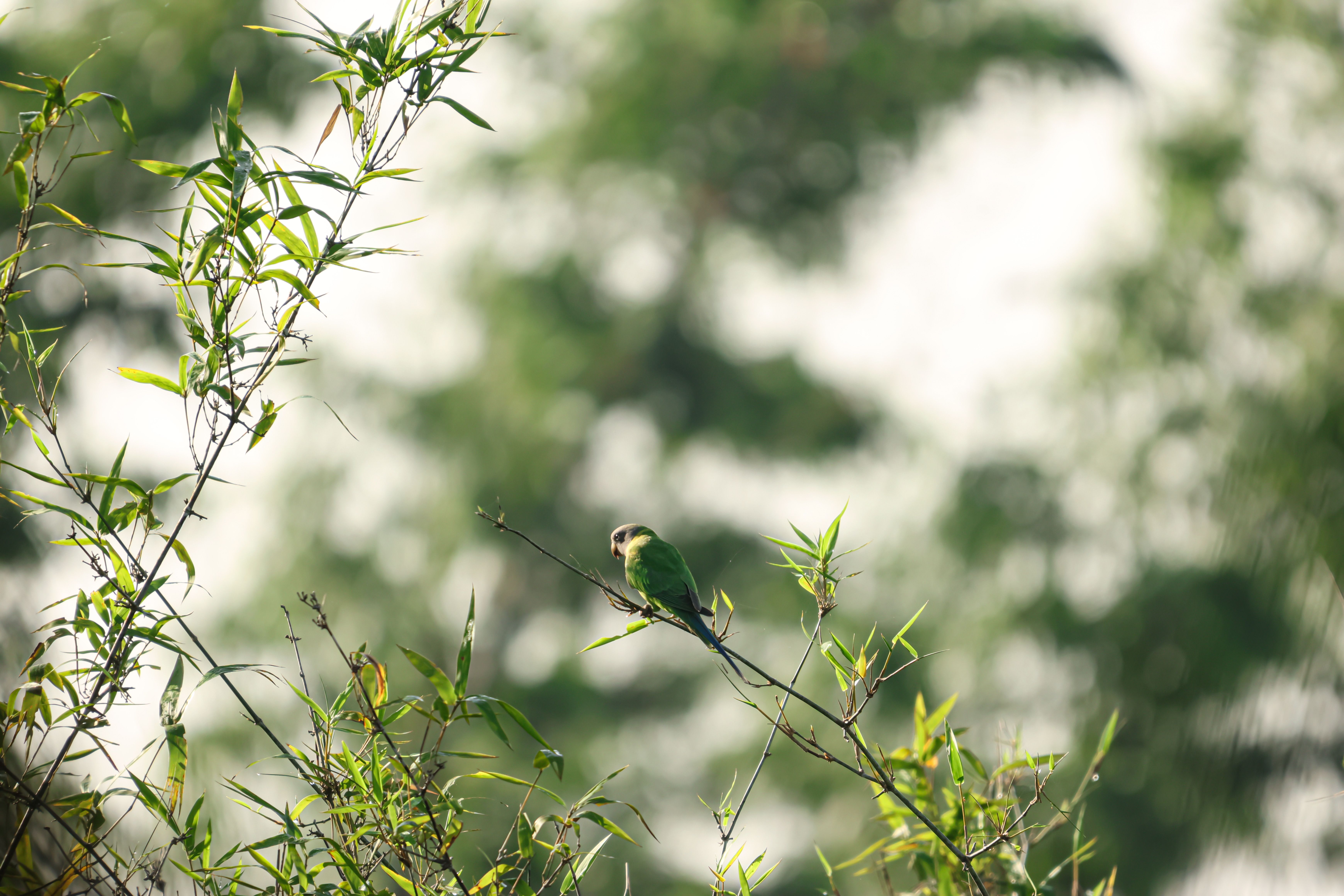 Green Parrot Perched on Bamboo Branch · Free Stock Photo
