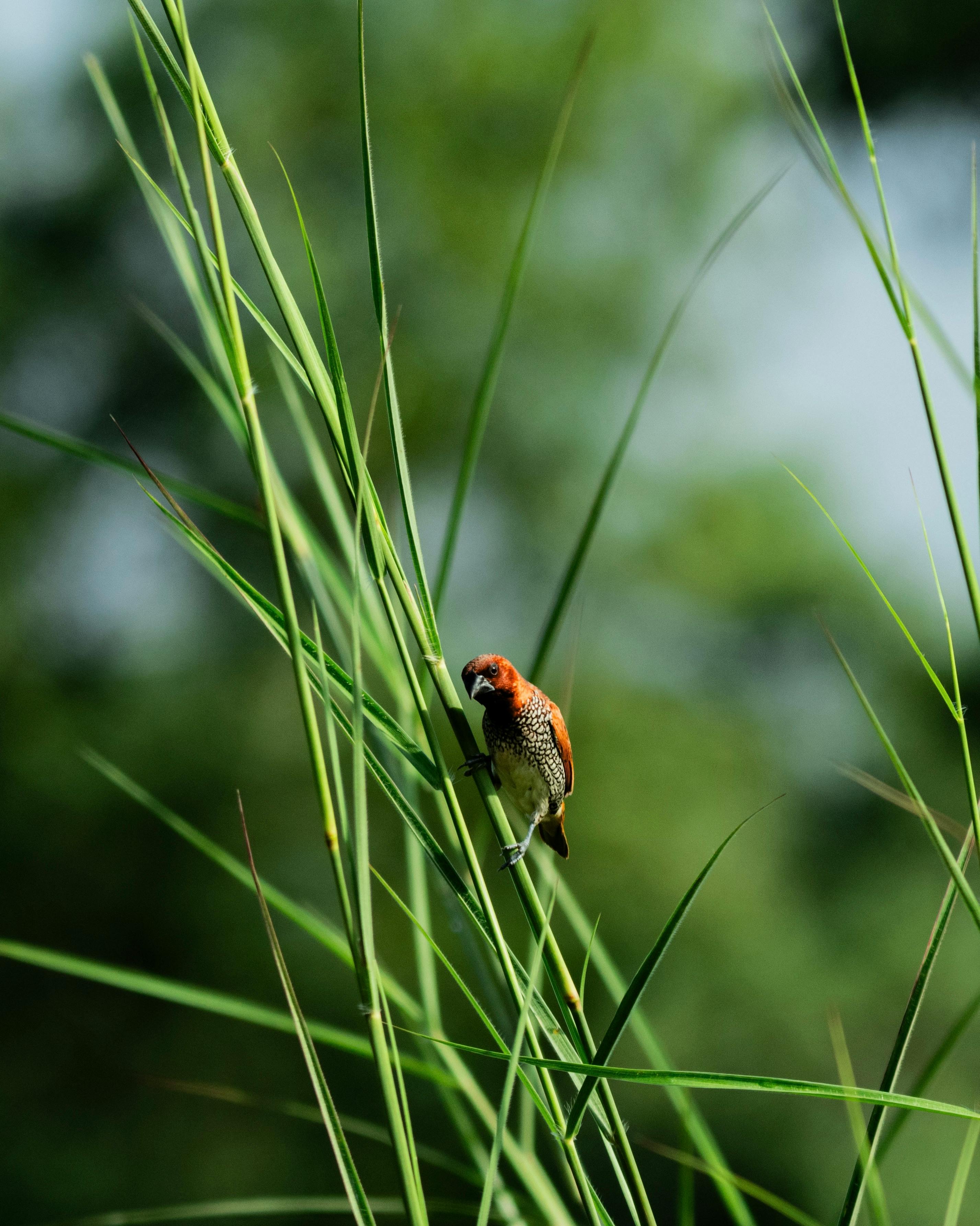 Scaly-breasted Munia Perched on Grass Stem in India · Free Stock Photo