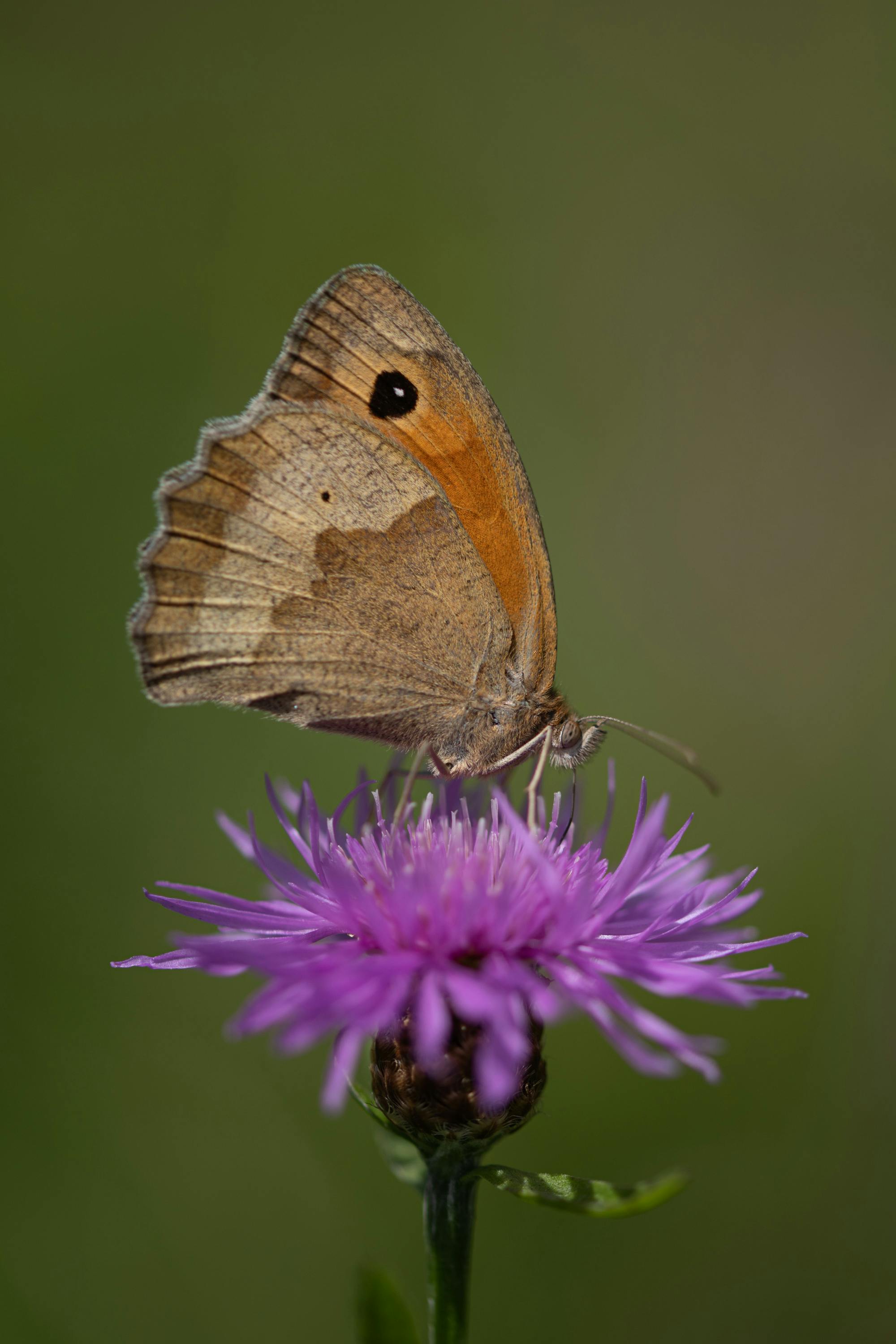 Anime Flower Photos, Download The BEST Free Anime Flower Stock Photos ...