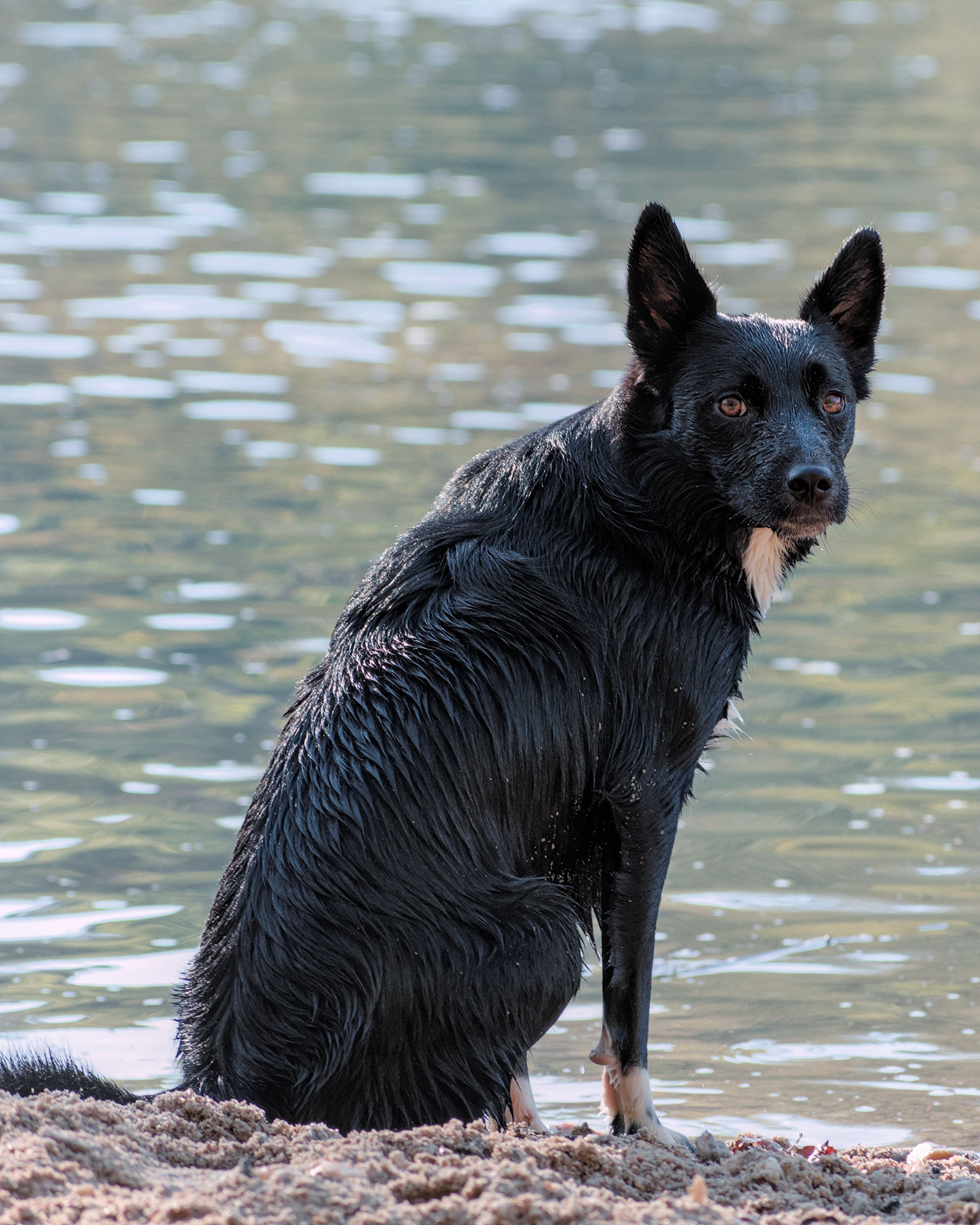 Wet Black Dog by Lakeside in Atlanta · Free Stock Photo