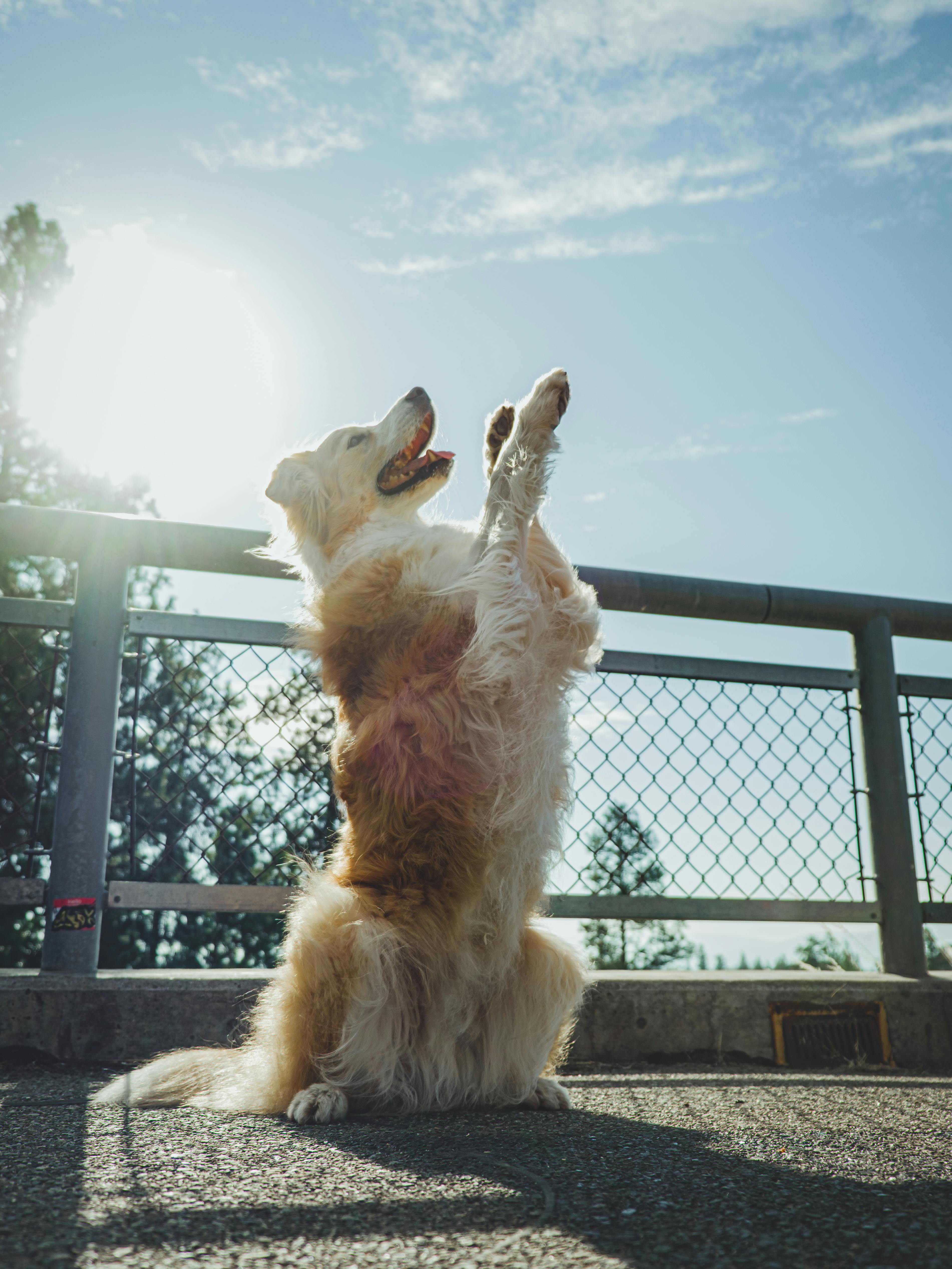 Joyful Dog Performing Tricks Outdoors · Free Stock Photo