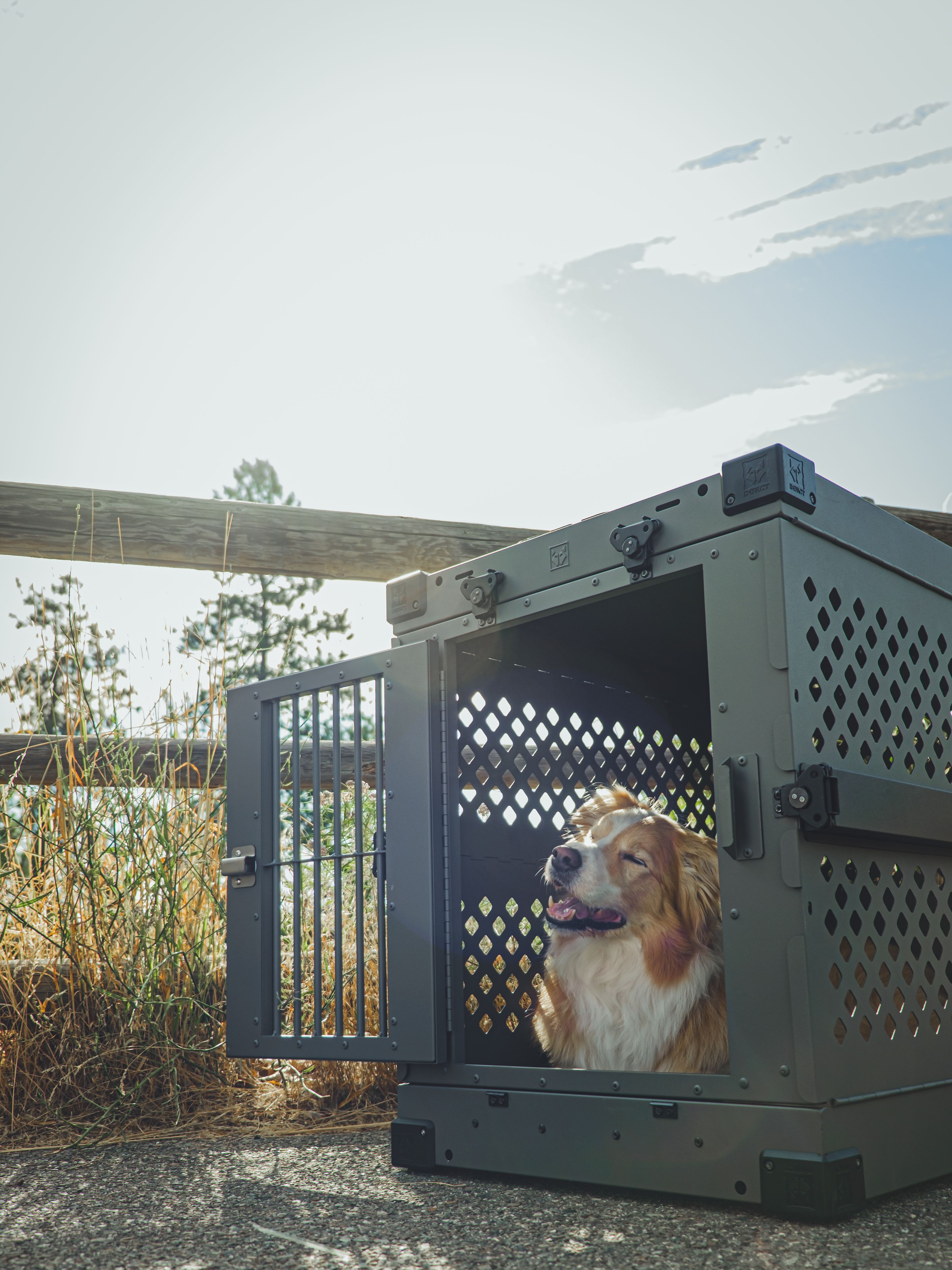Happy Dog in Durable Outdoor Dog Crate · Free Stock Photo